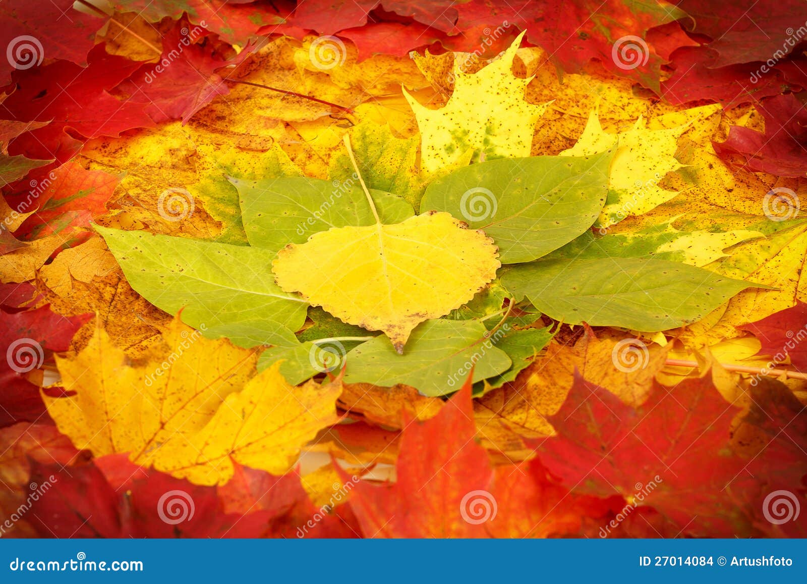 Color Composition from Autumn Leaves Stock Photo - Image of abstract ...