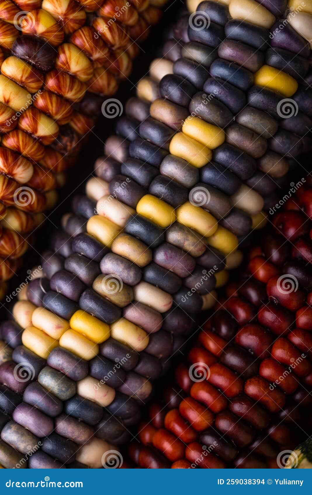 Color corn cobs close up stock photo. Image of cereal - 259038394