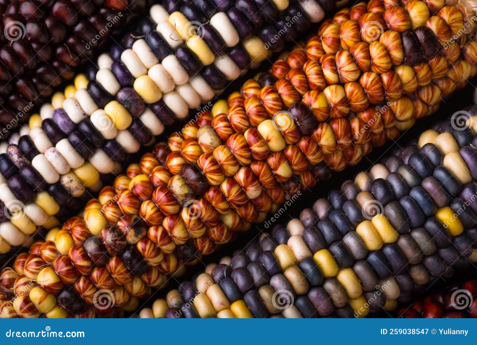 Color corn cobs close up stock image. Image of pattern - 259038547