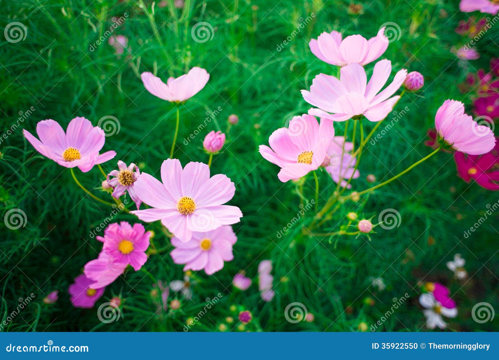 The color of Cosmos Flower stock photo. Image of blooming - 35922550