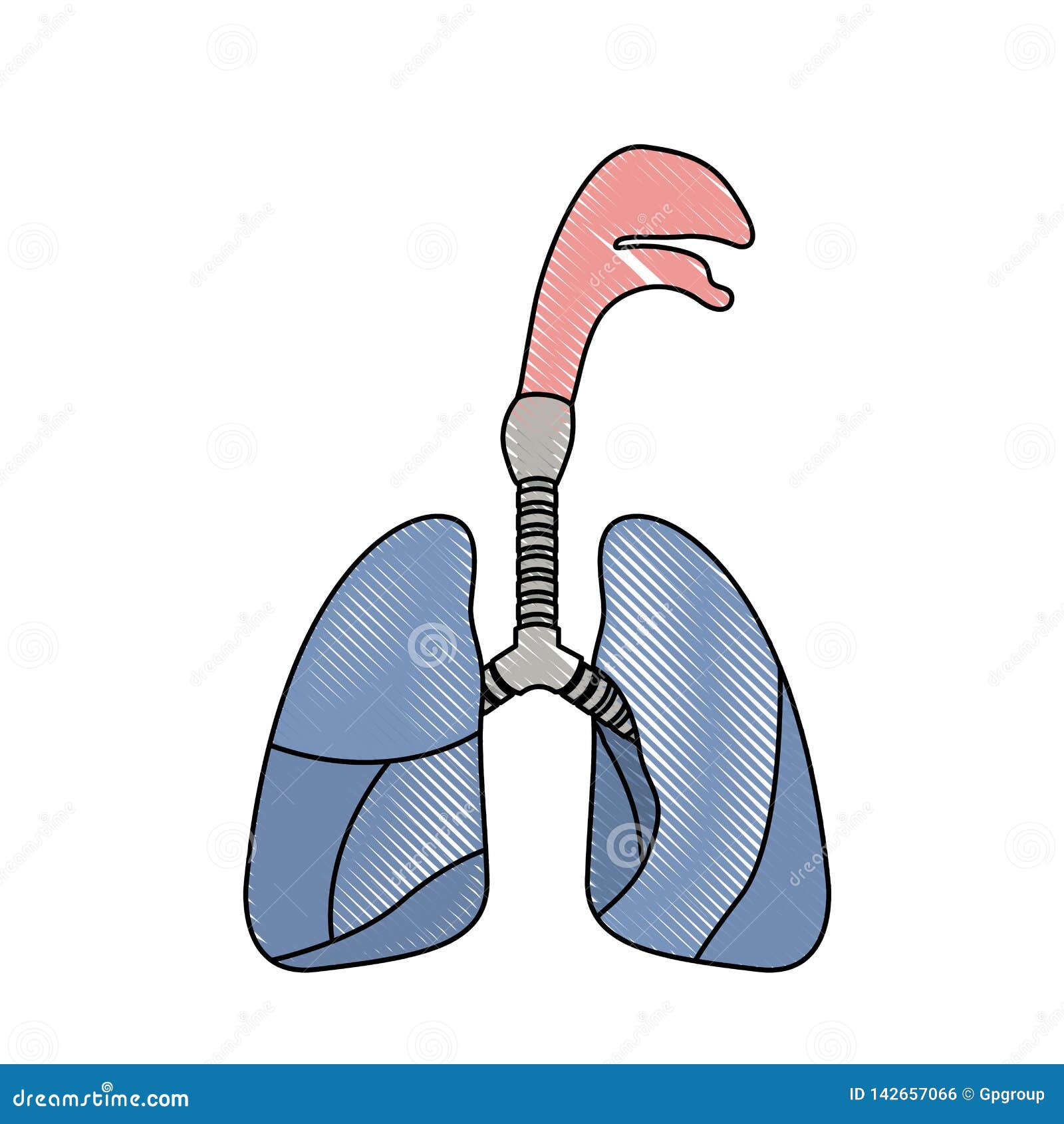 Color Crayon Realistic Silhouette Respiratory System With Windpipe ...