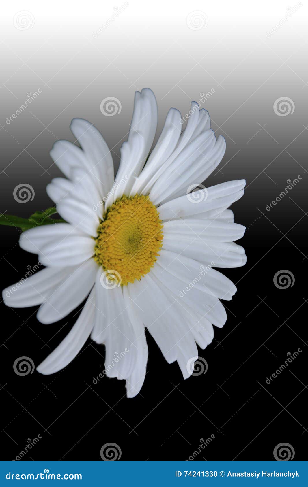 Color Daisies Gradient Background Stock Photos - Free & Royalty-Free ...