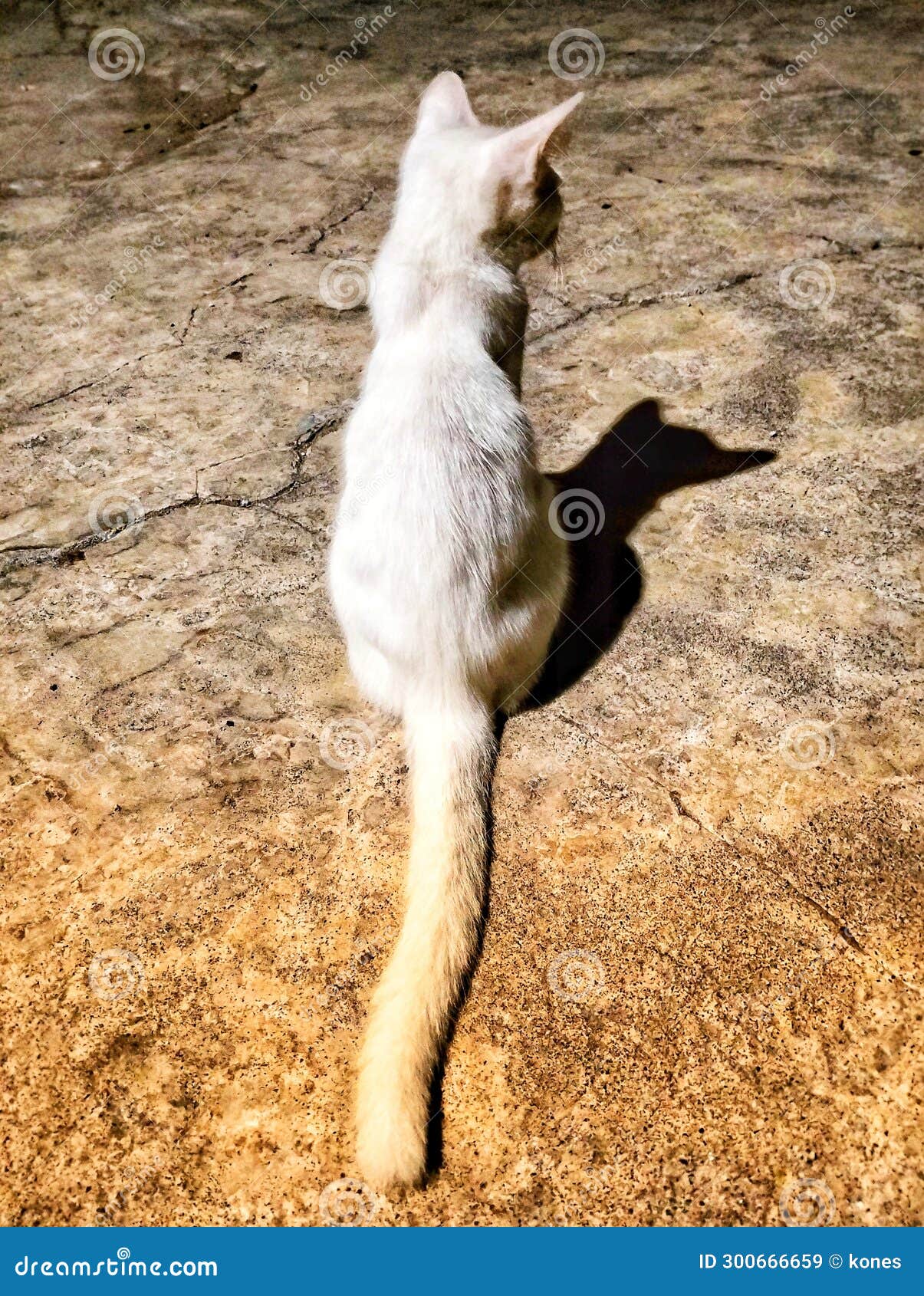 Color De Gato, Triste Blanco, Madre Imagen de archivo - Imagen de ...