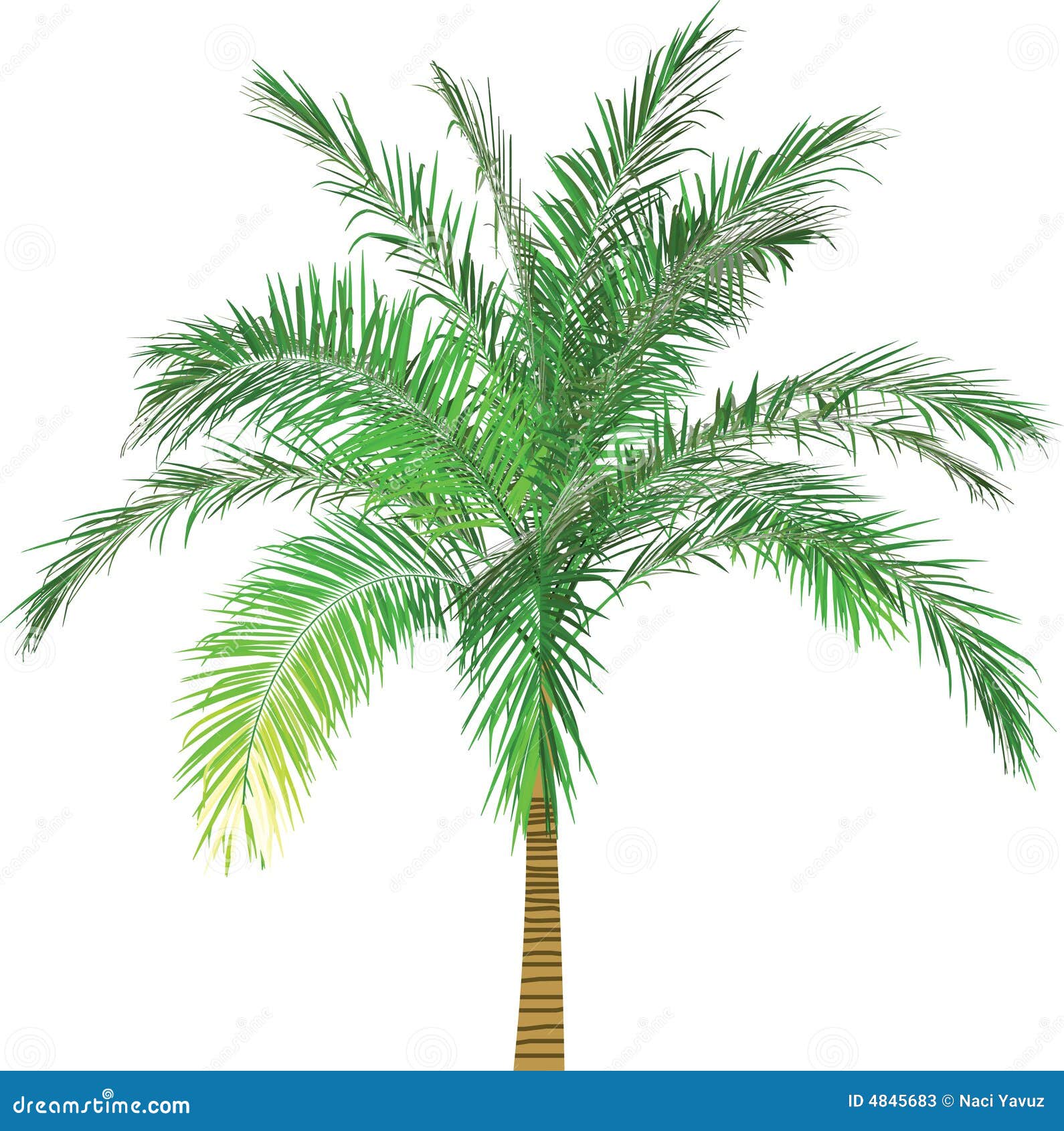 Color de la palma ilustración del vector. Ilustración de solitario ...