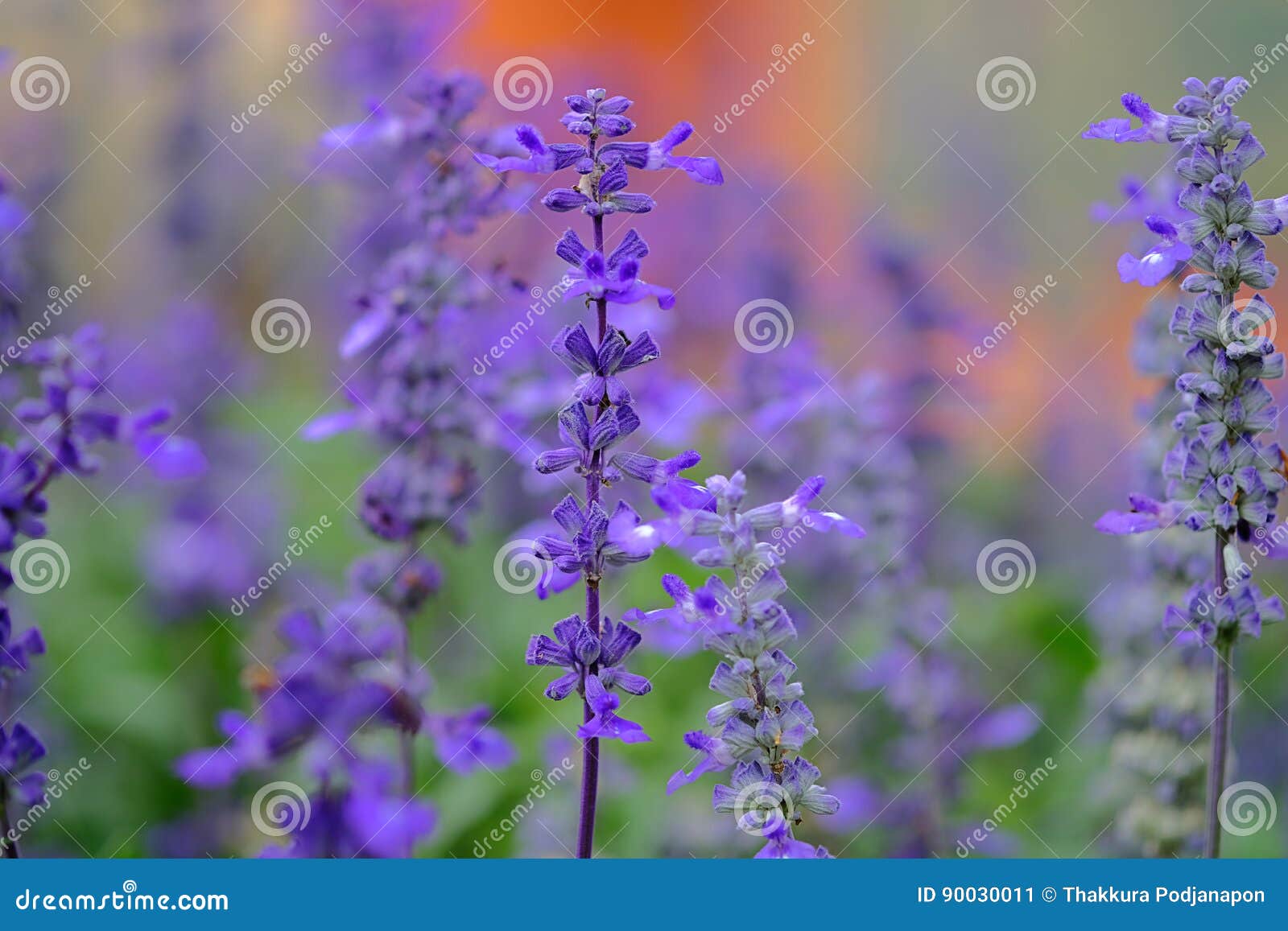 Color De La Violeta De La Lavanda Imagen de archivo - Imagen de ...