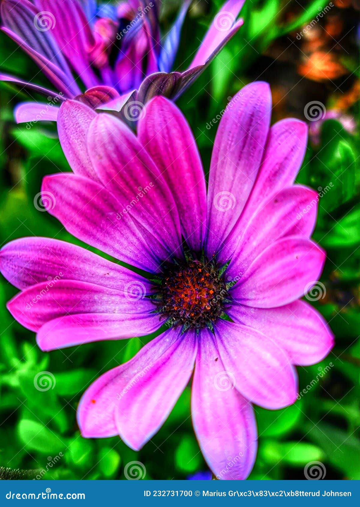 Color de poder de la flor foto de archivo. Imagen de flor - 232731700