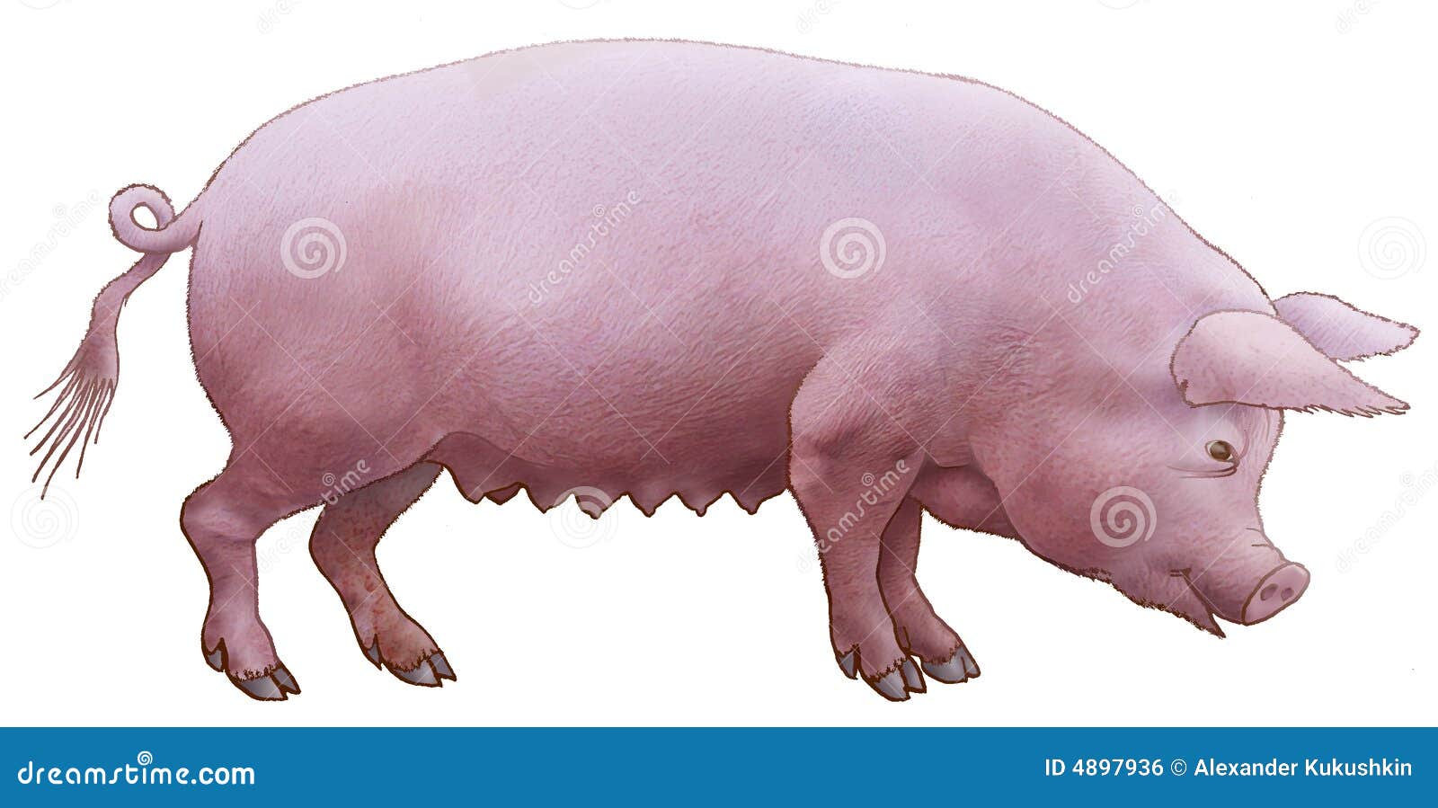 Color de rosa del cerdo. stock de ilustración. Ilustración de acobardar ...