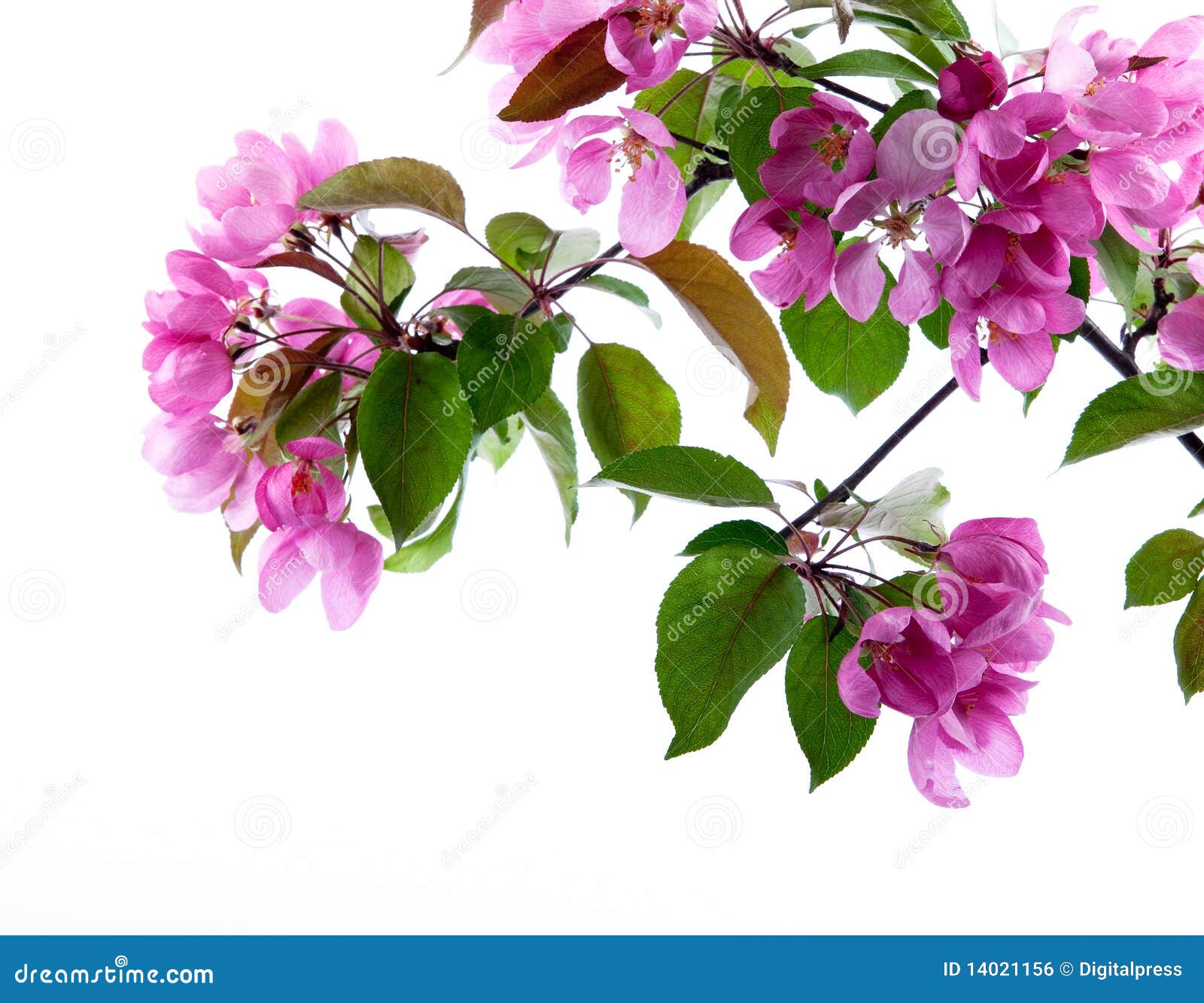 Color De Rosa Del Flor De Cereza Foto de archivo - Imagen de cereza ...