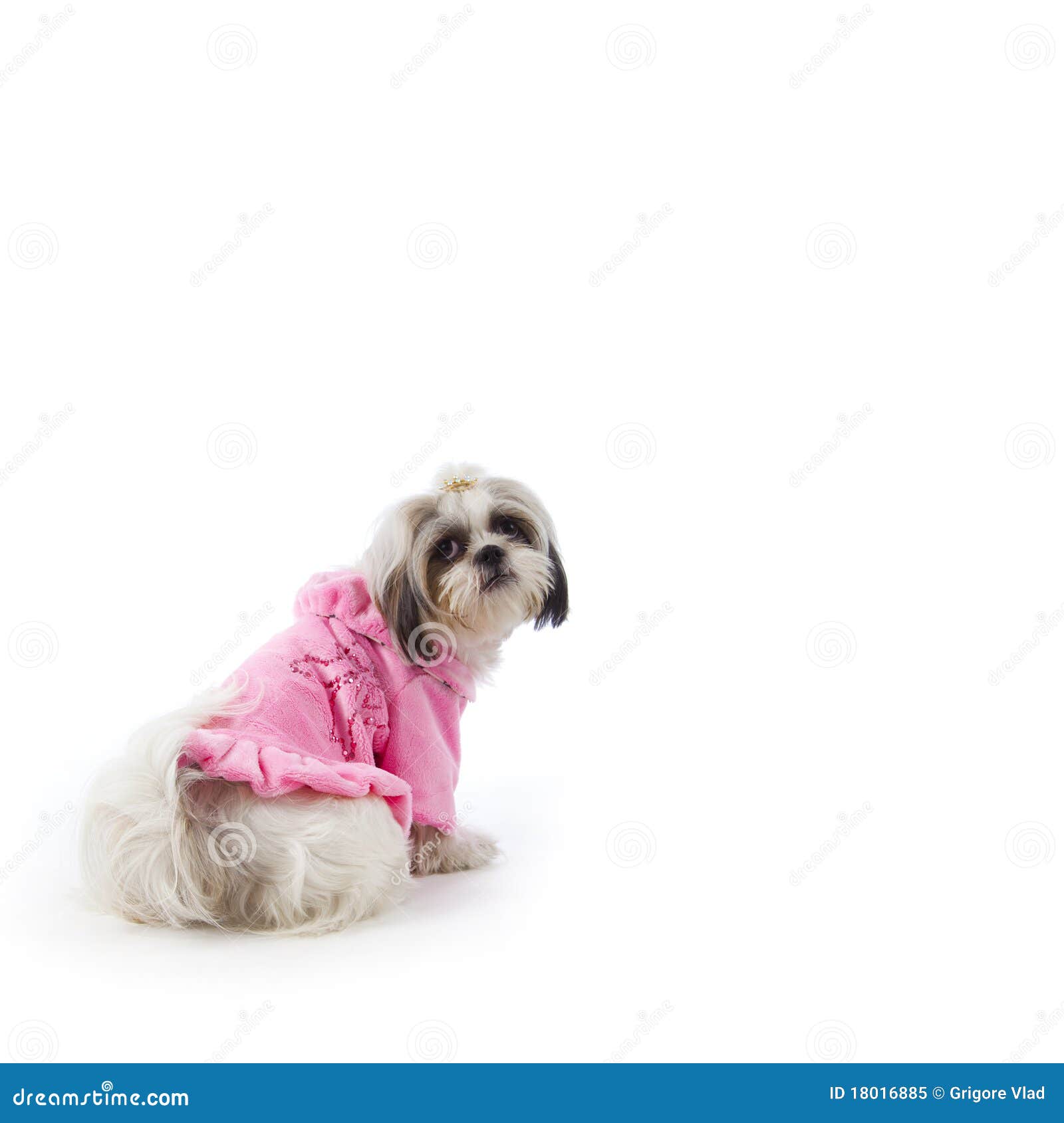 Color de rosa del perro imagen de archivo. Imagen de blanco - 18016885