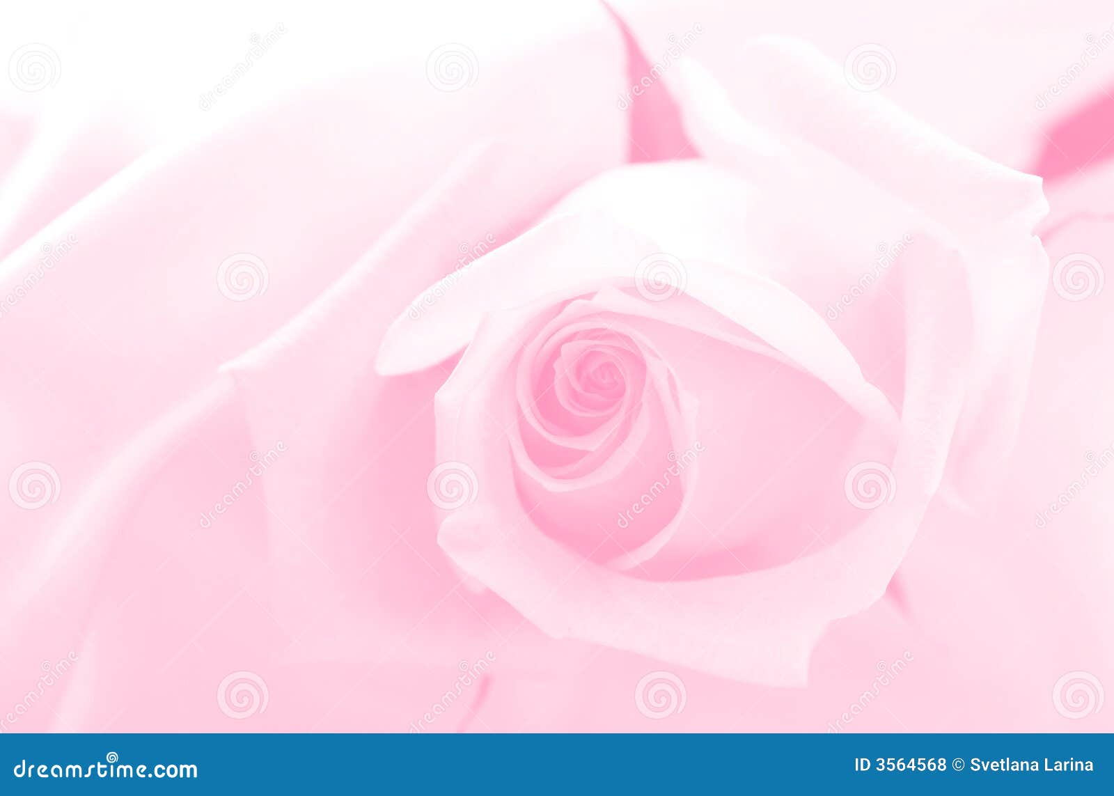 Color de rosa delicado foto de archivo. Imagen de alto - 3564568