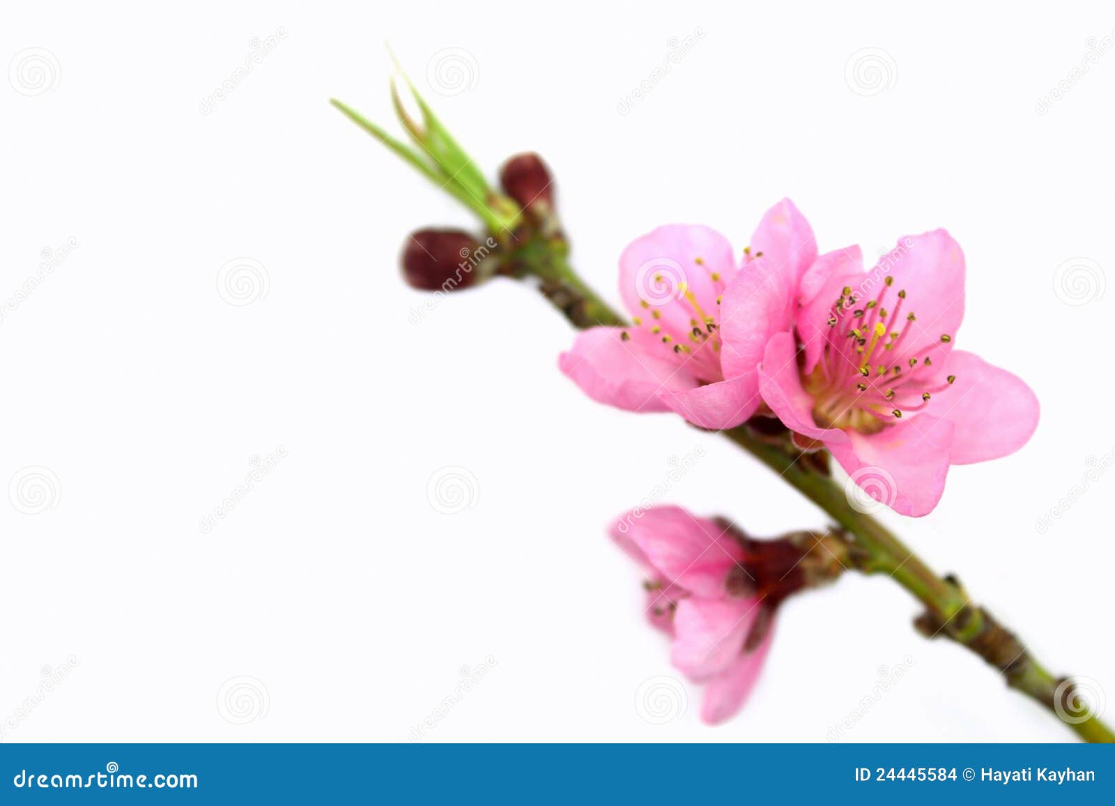 Color De Rosa, Flores Del Resorte Foto de archivo - Imagen de hermoso ...
