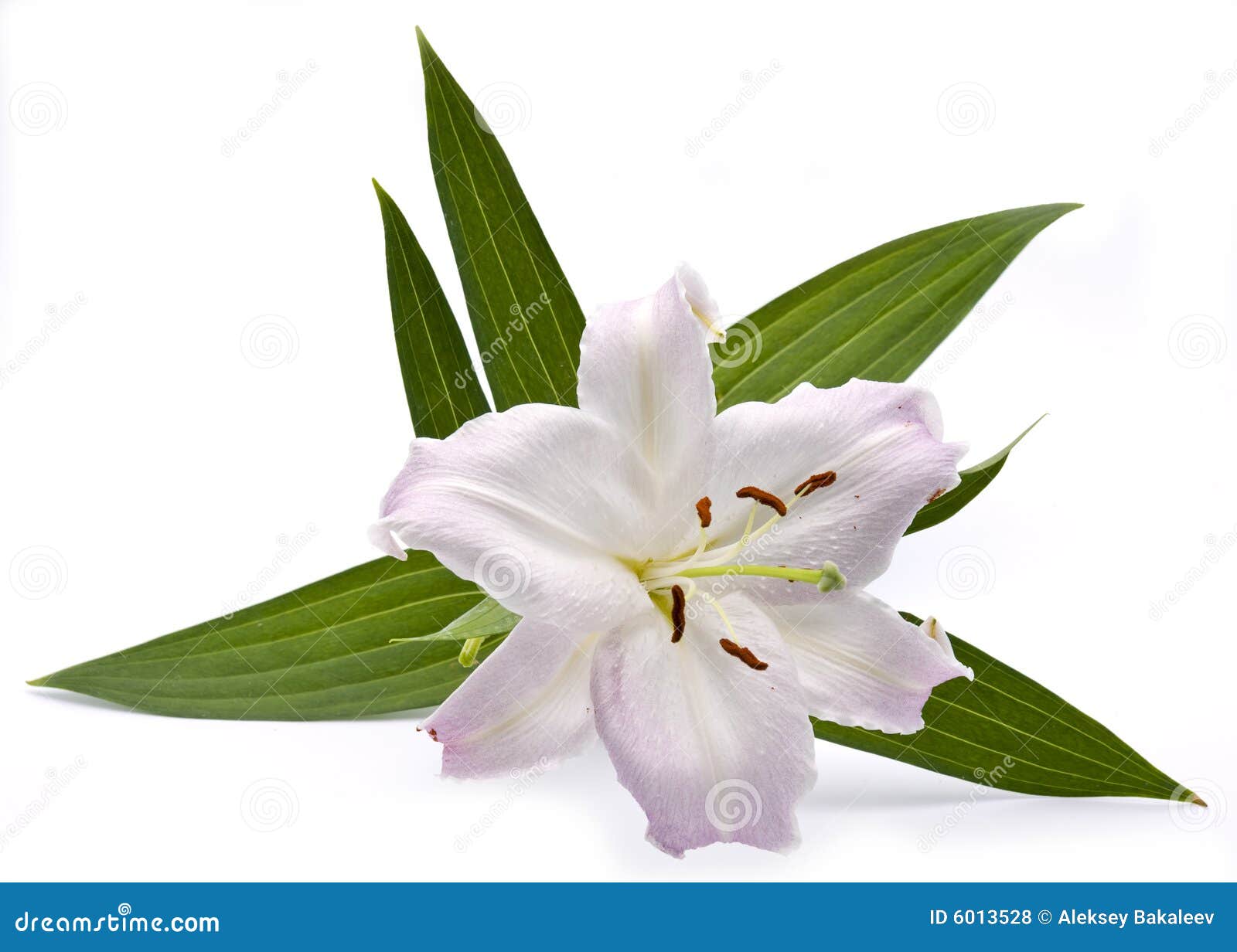 Color de rosa lilly foto de archivo. Imagen de tropical - 6013528