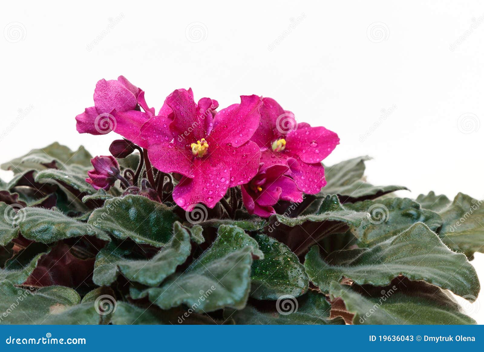 Color de rosa violeta imagen de archivo. Imagen de podadizo - 19636043