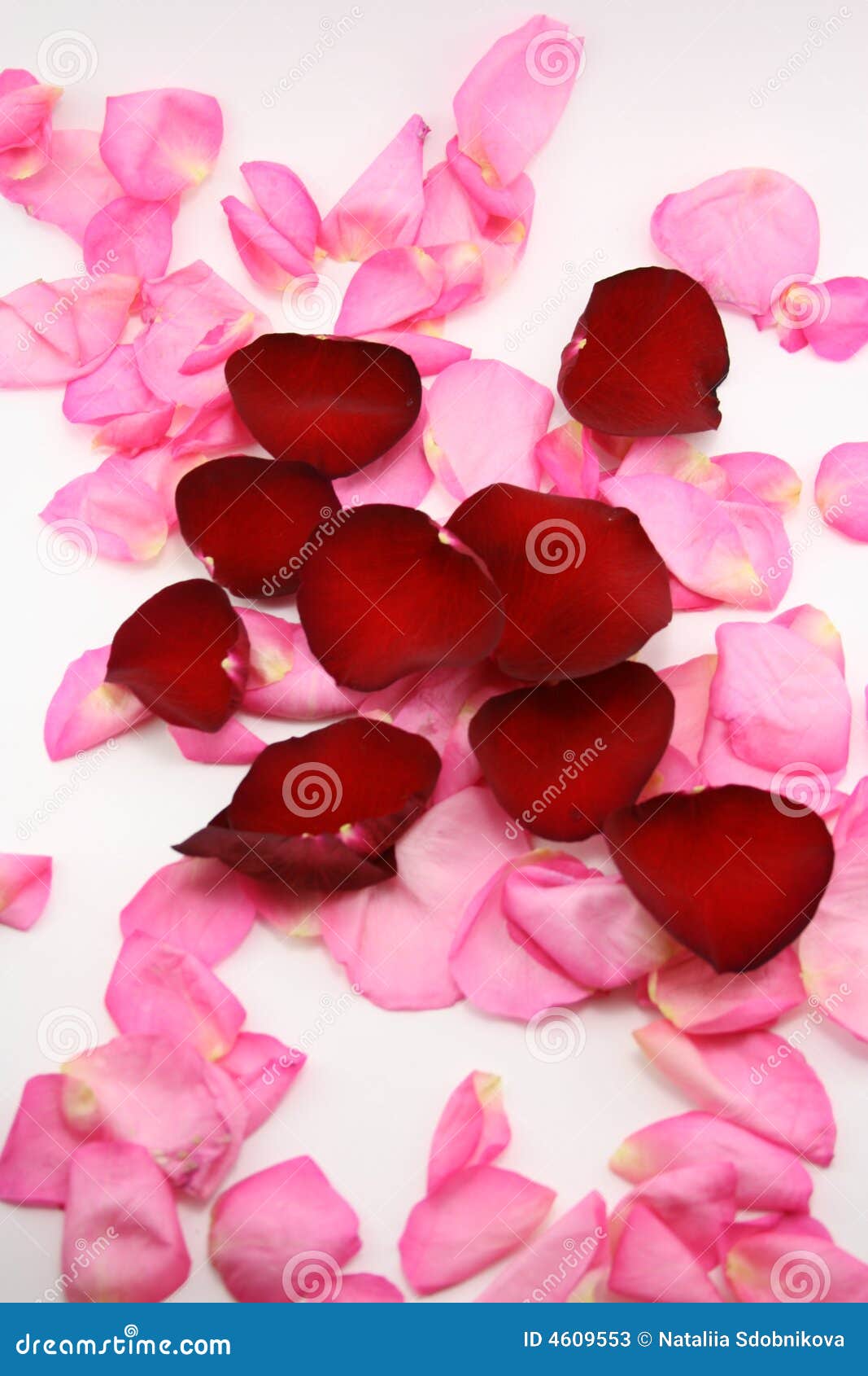 Color de rosa y rojo imagen de archivo. Imagen de rosa - 4609553
