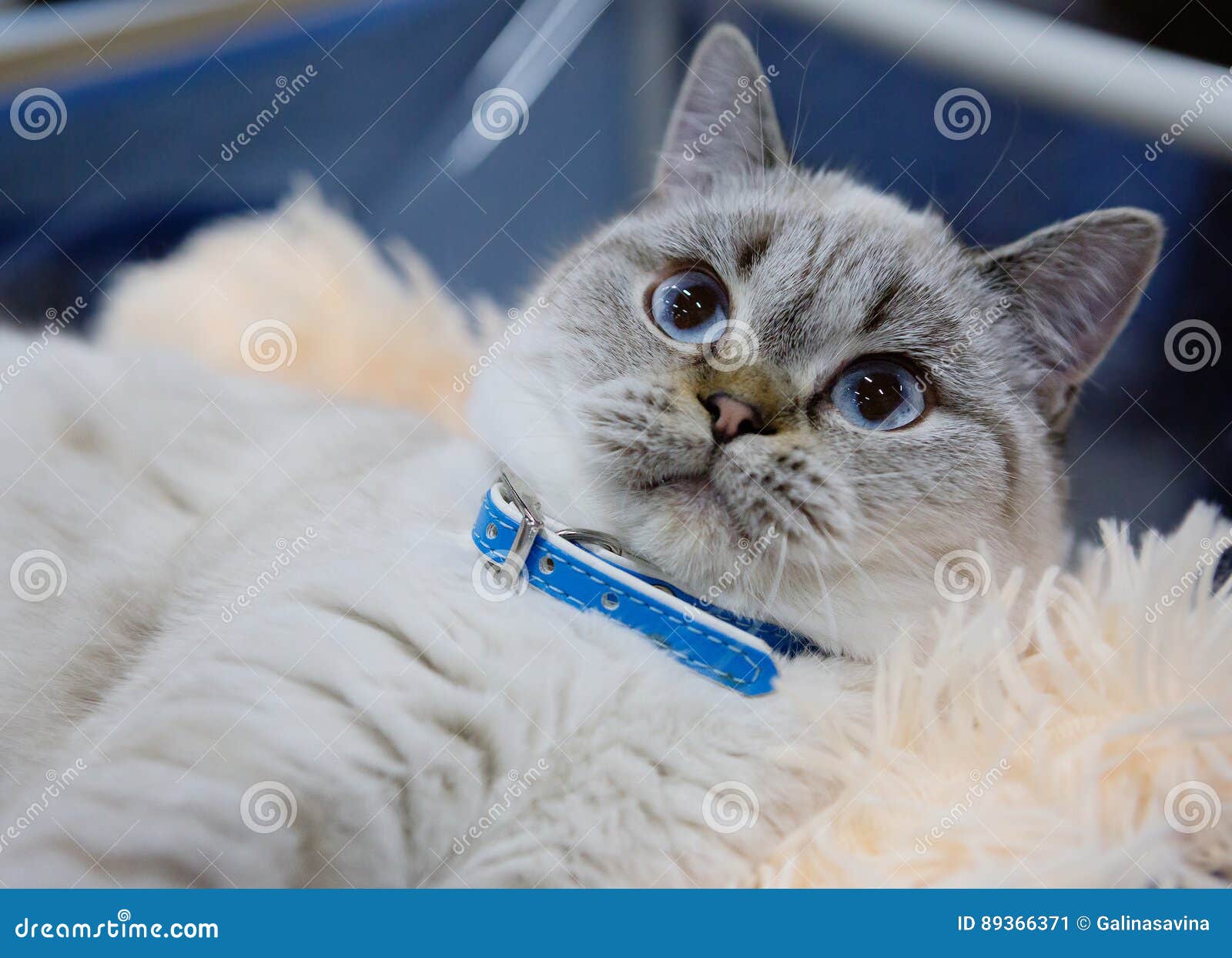 Color Del Azul Del Gato Persa Imagen de archivo - Imagen de animal ...