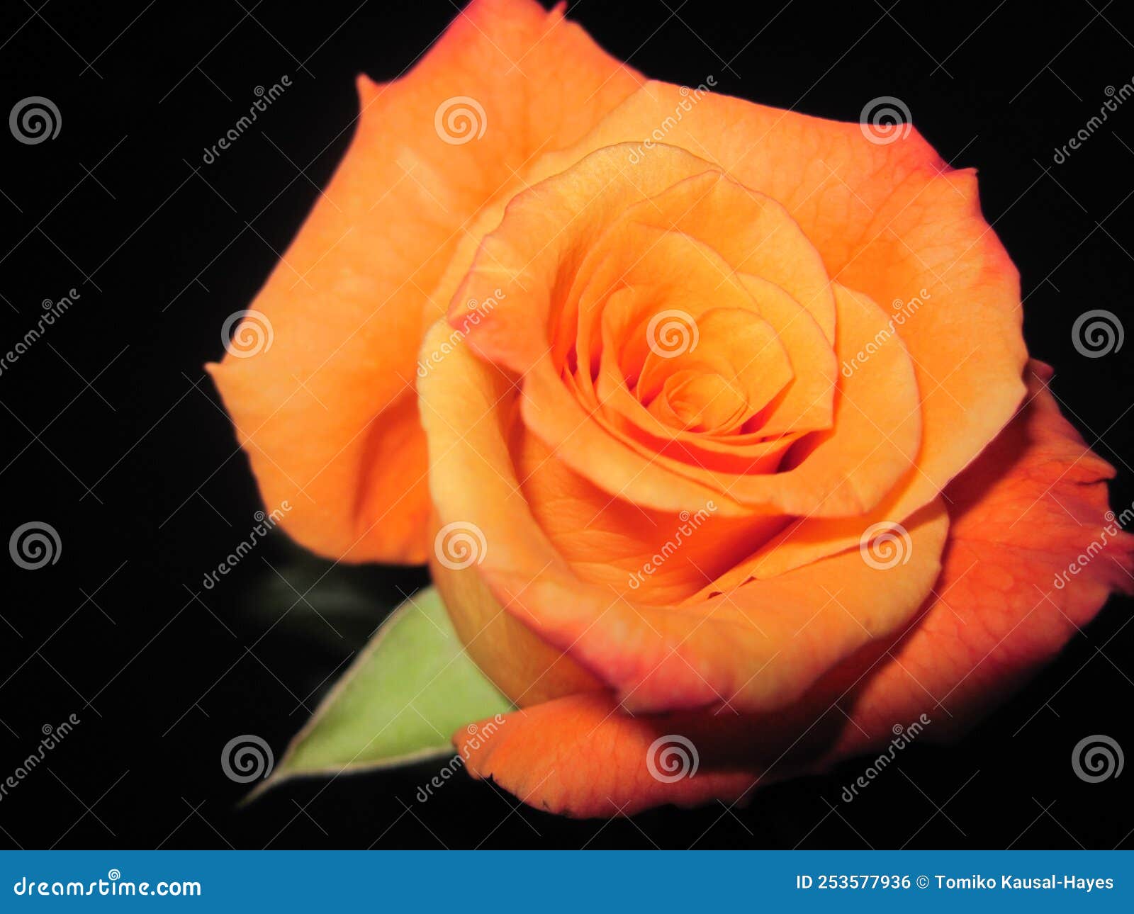 Color of Desire stock photo. Image of peony, plant, orange - 253577936