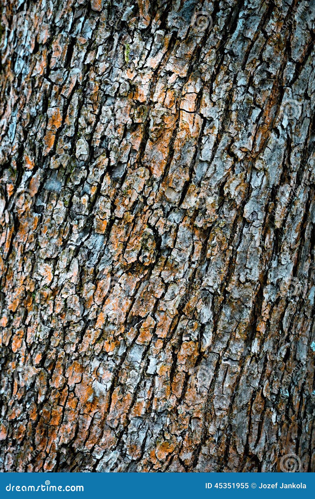 Color of Dried Up Tree Bark Stock Image - Image of close, crack: 45351955