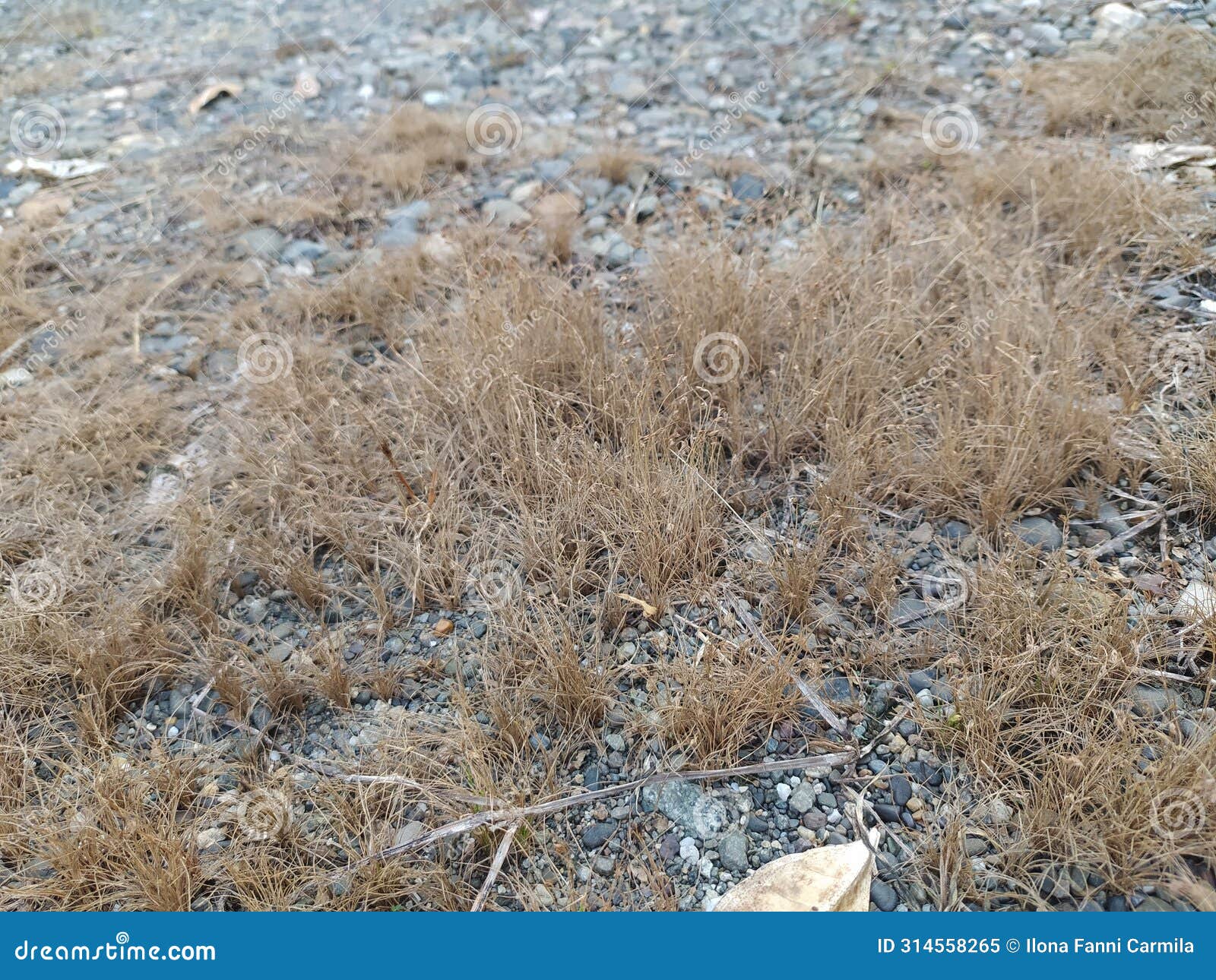 The Color of Dry Grass Looks Very Beautiful Stock Image - Image of ...