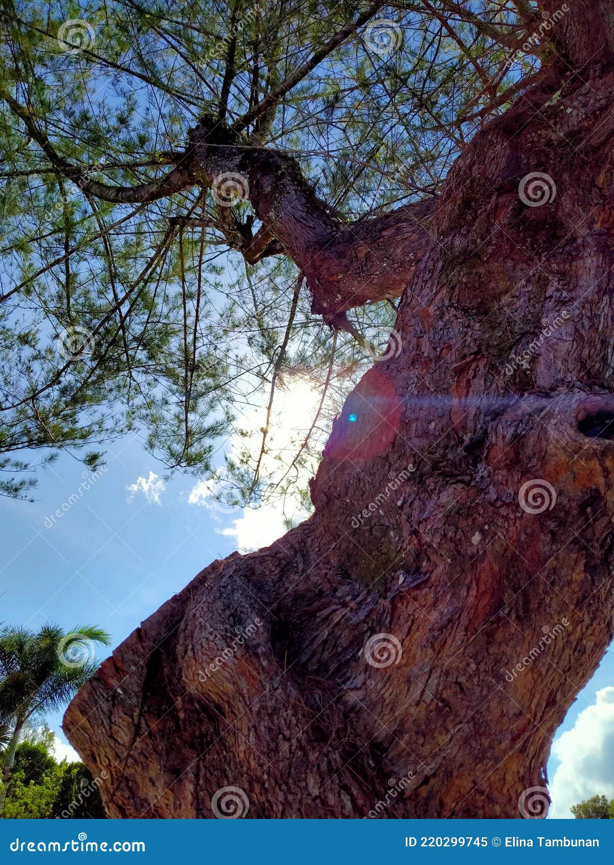 Staring at the Sun from Behind the Tree Stock Image - Image of forest ...