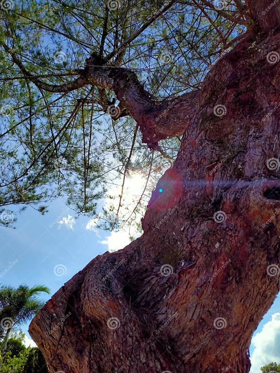 Staring at the Sun from Behind the Tree Stock Image - Image of forest ...