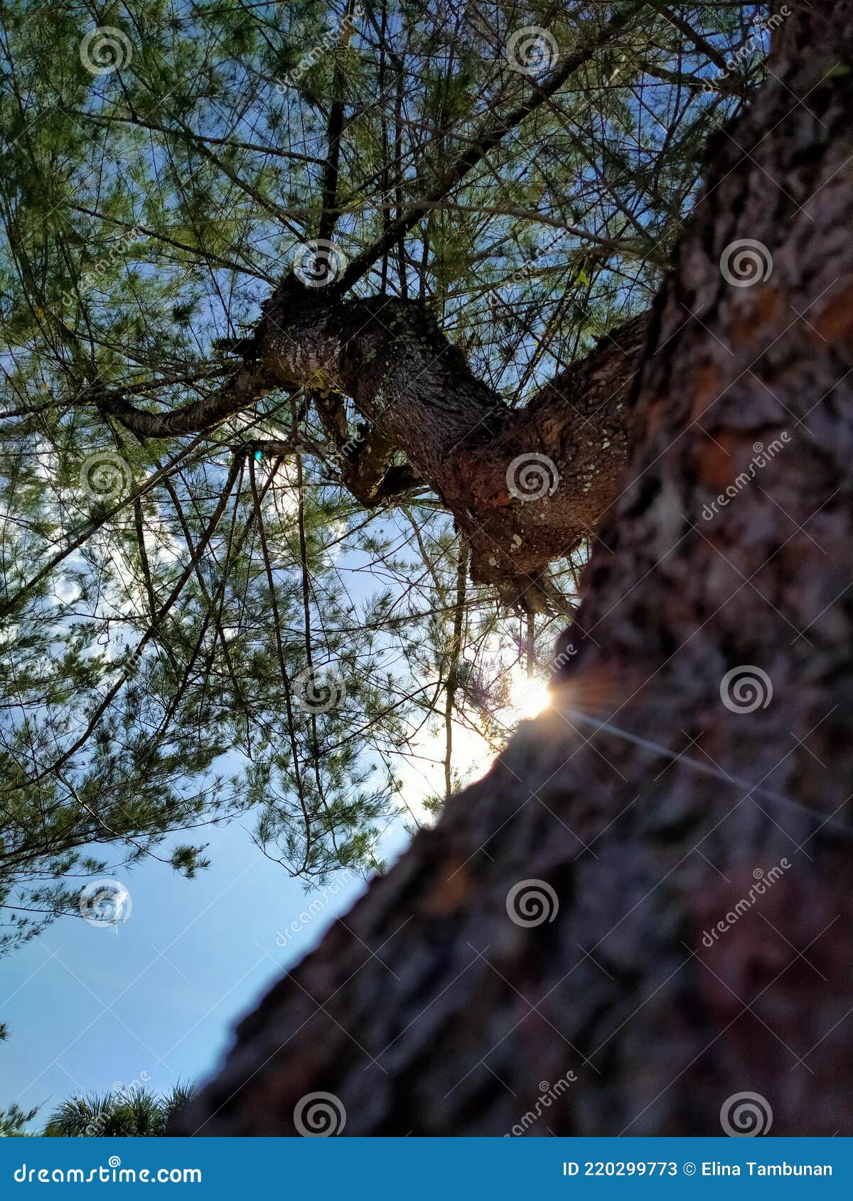 Staring at the Sun from Behind the Tree Stock Image - Image of flower ...