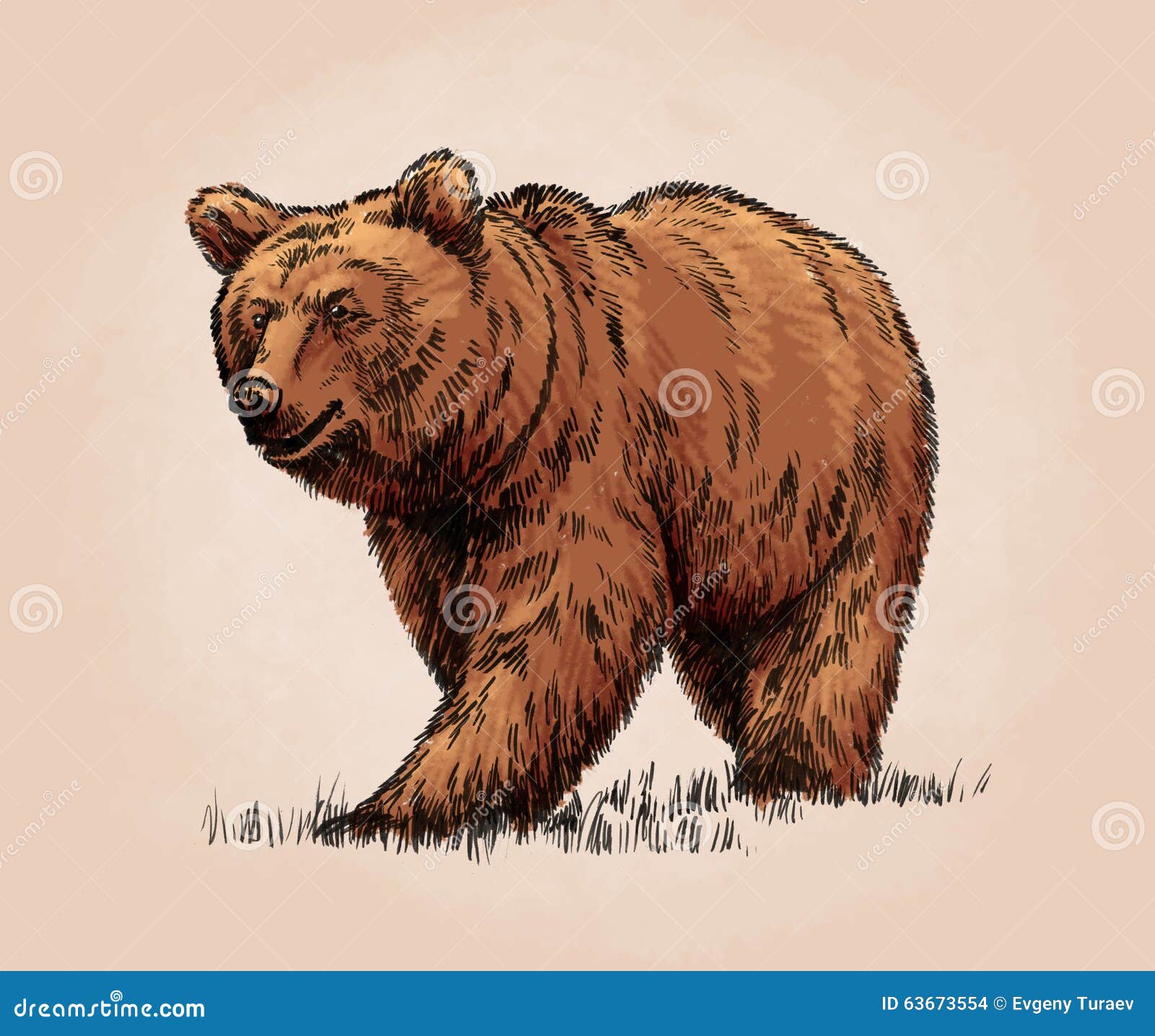 Color Engrave Isolated Grizzly Bear Stock Illustration - Illustration ...