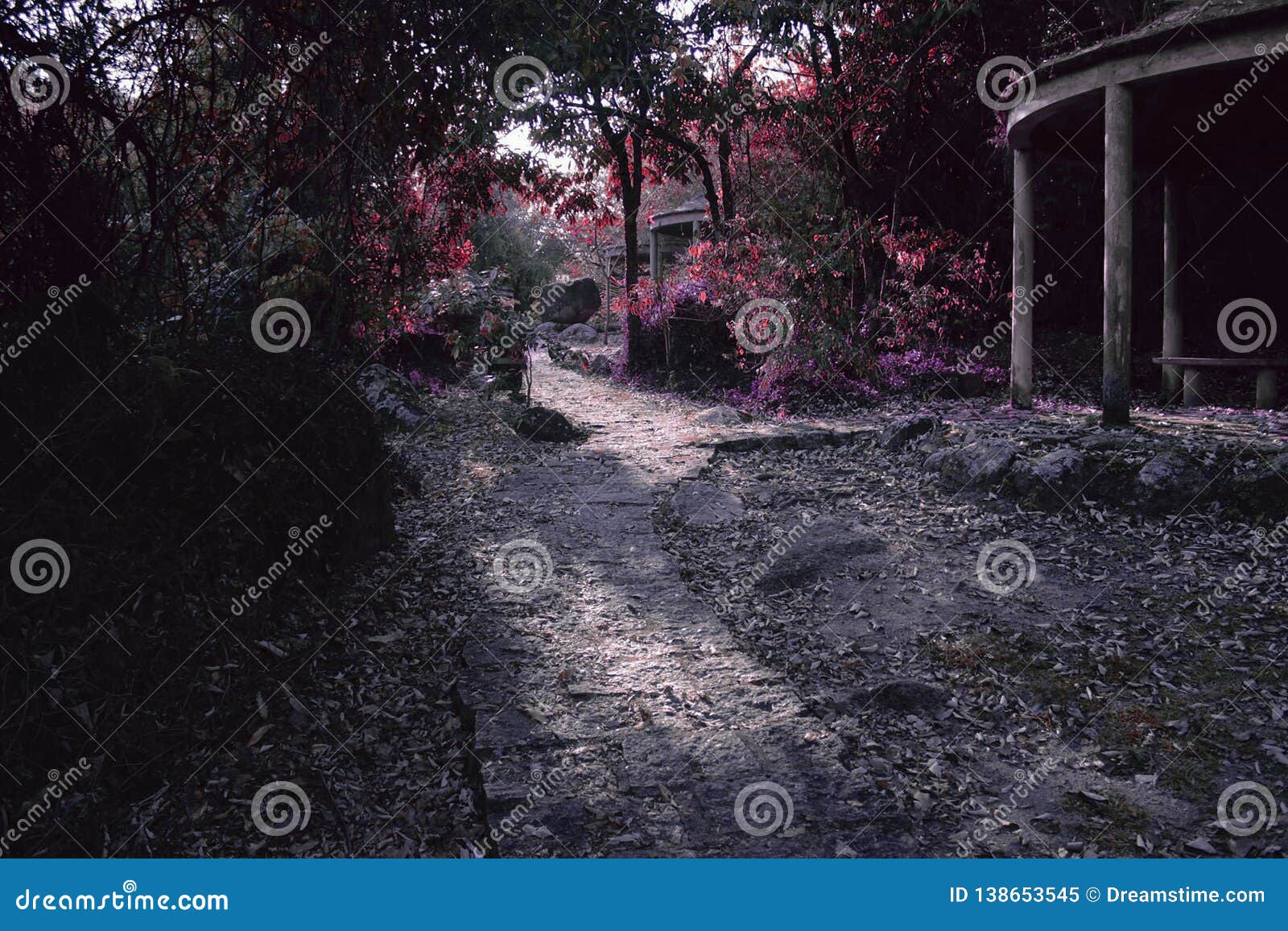 Color Fairy Path on a Magic Forest Stock Image - Image of grotto ...