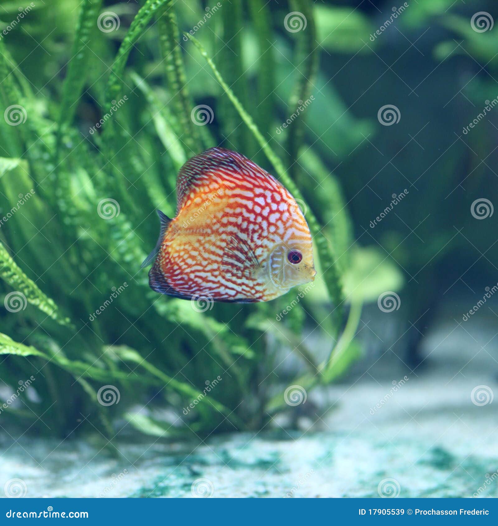 Color fish stock image. Image of animals, ocean, aquatic - 17905539