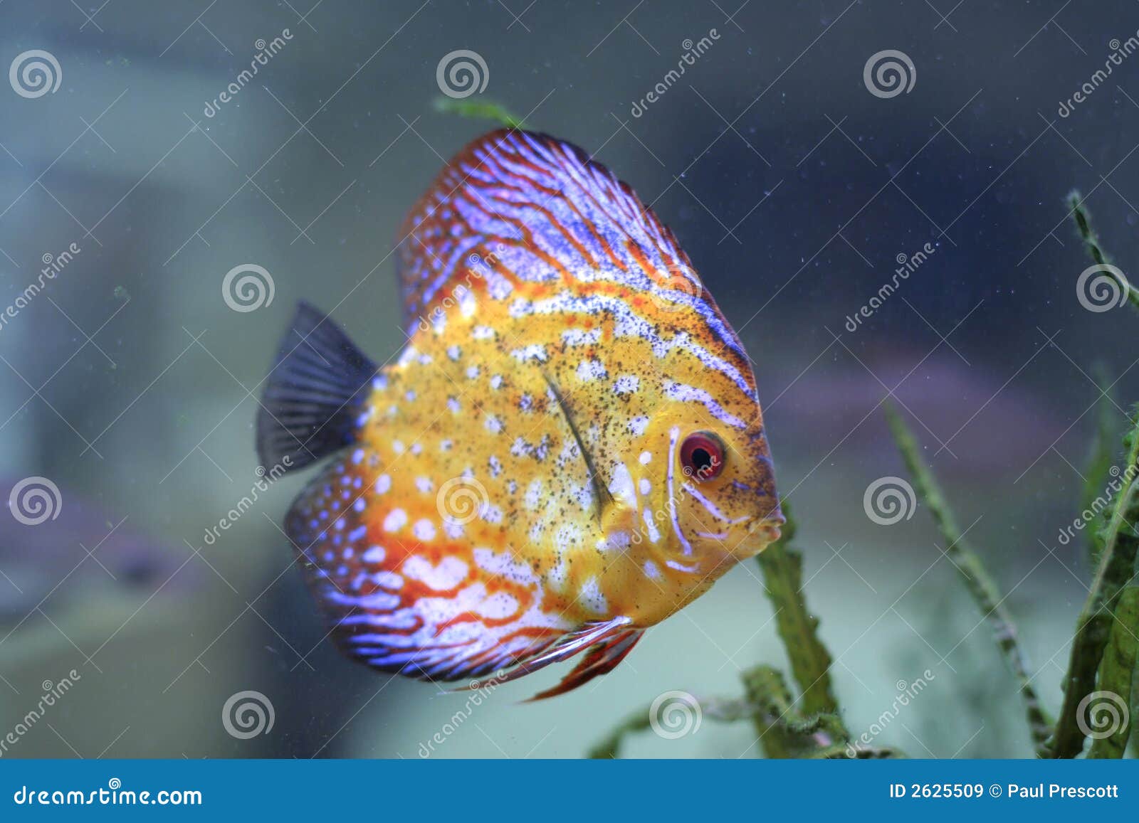Color fish in aquarium stock image. Image of wildlife - 2625509