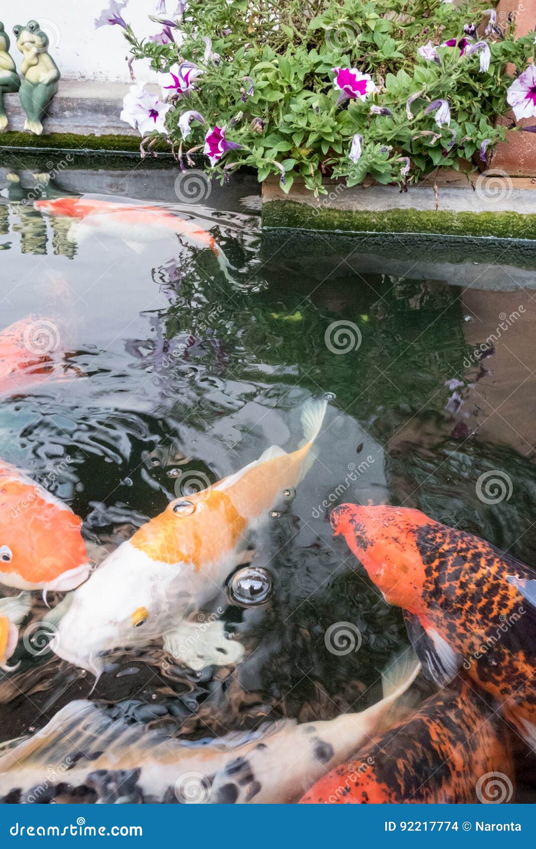 Color fish stock photo. Image of inside, modern, pound - 92217774