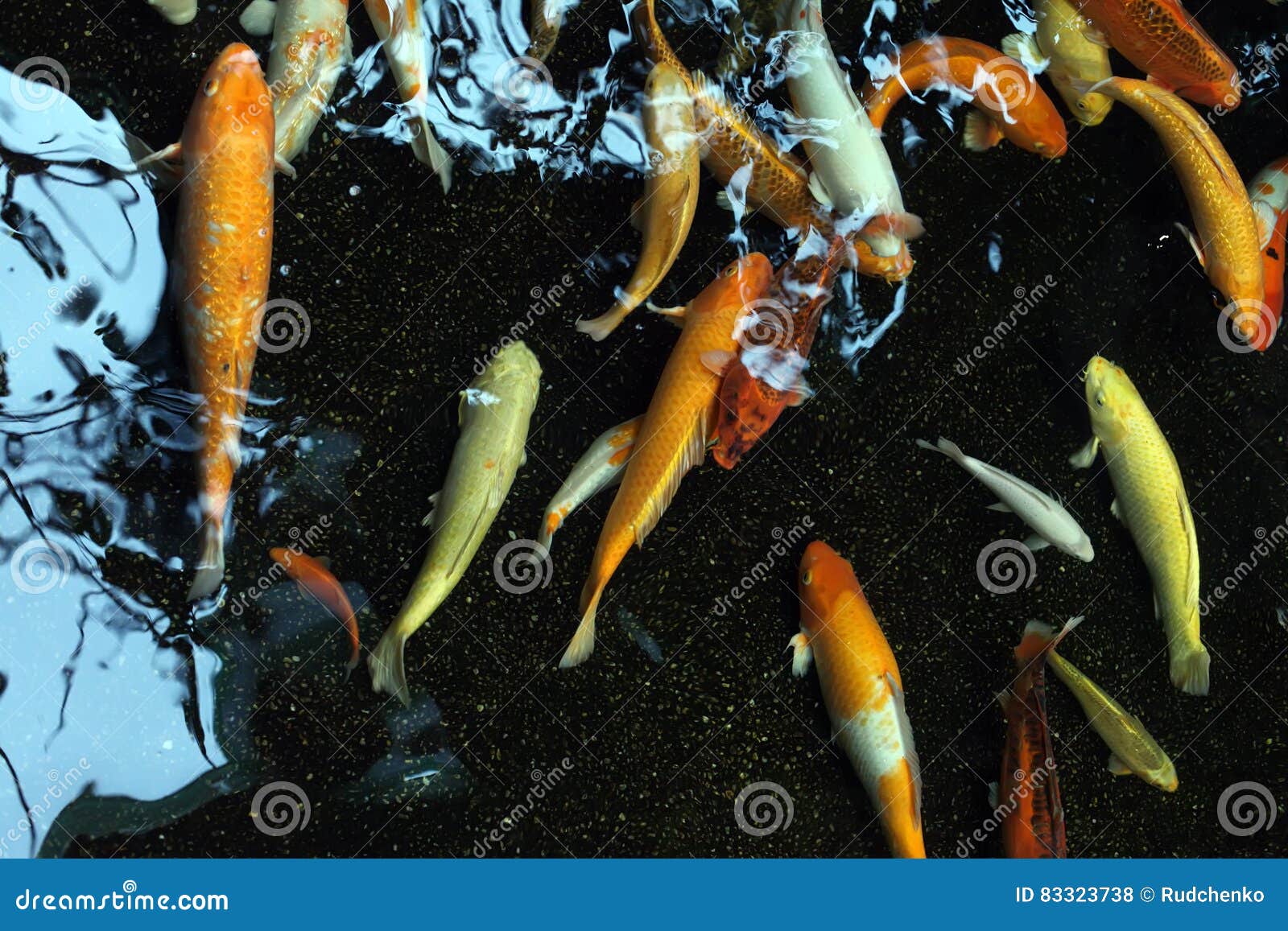 Color fish in water pond stock photo. Image of underwater - 83323738