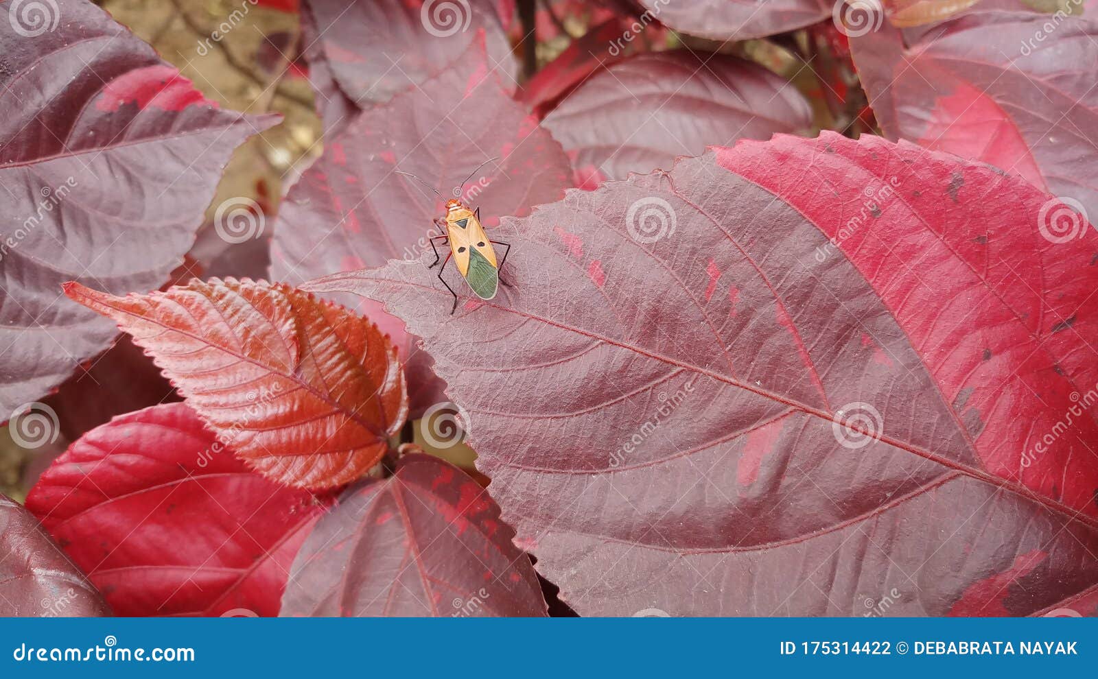 Color Flower with Insect in Leaf Stock Photo - Image of morning, gift ...