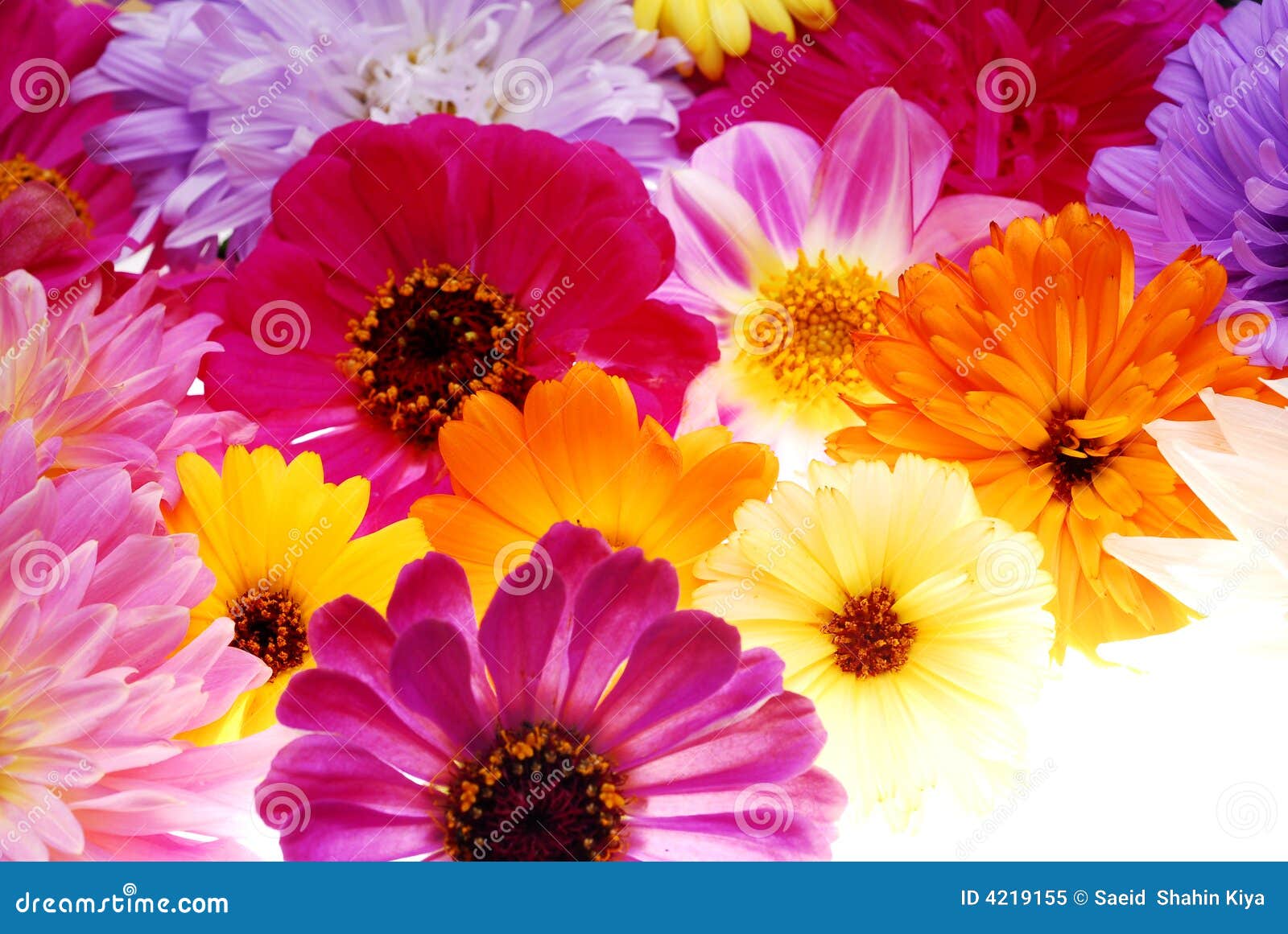 Color flowers stock image. Image of floral, backgrounds - 4219155