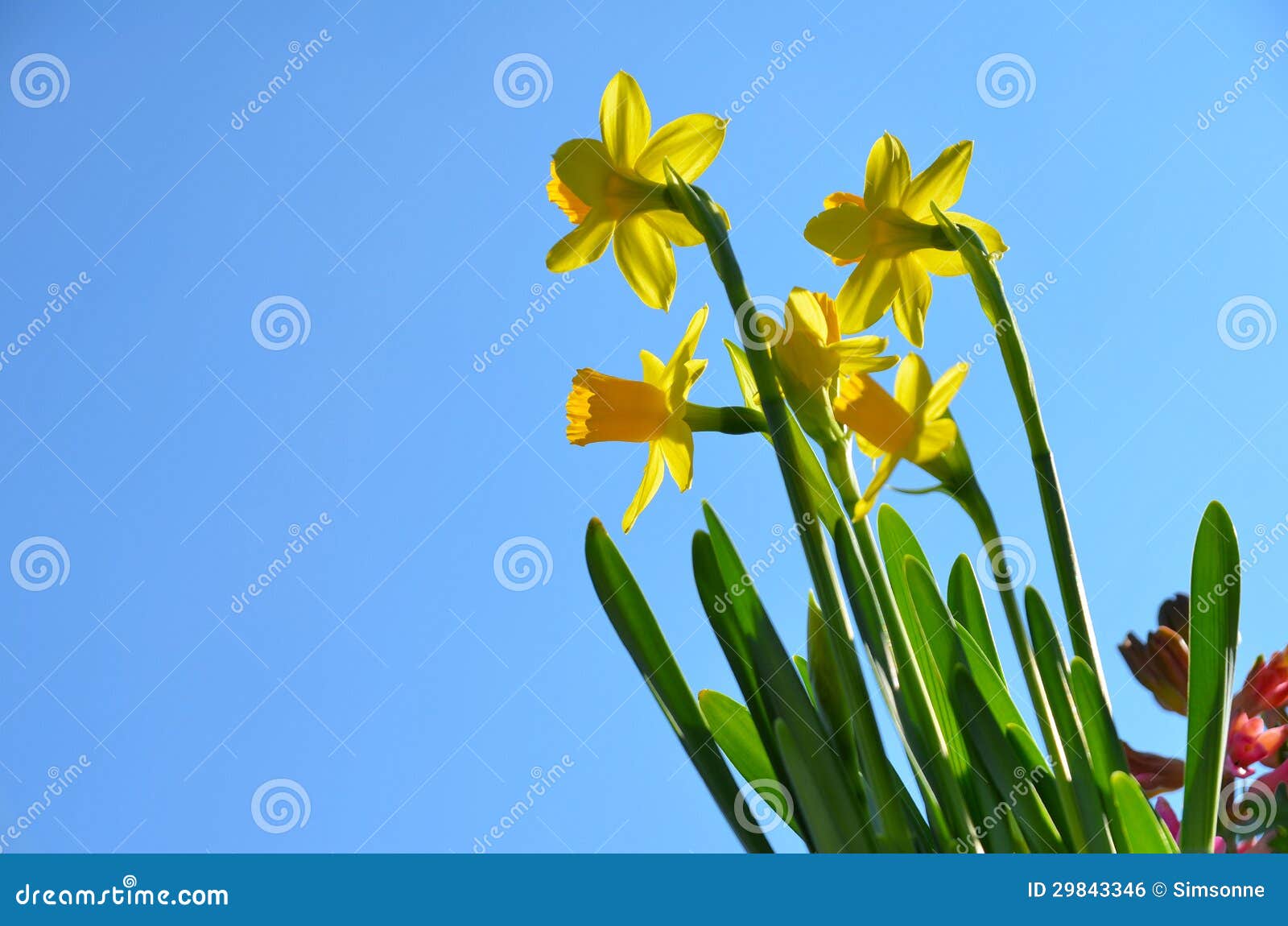 Flowers spring blue sky stock photo. Image of flower - 29843346