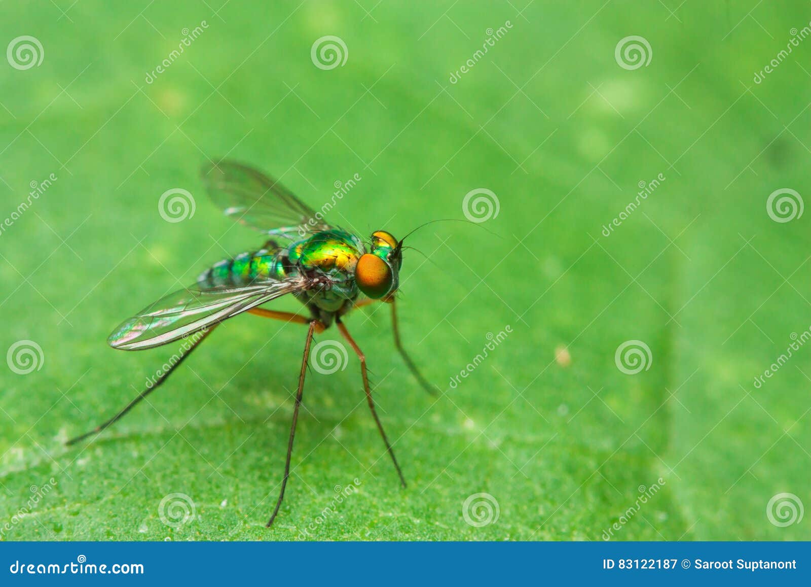 Color Fly on Green Leaf on Side Stock Image - Image of nongnuch, front ...