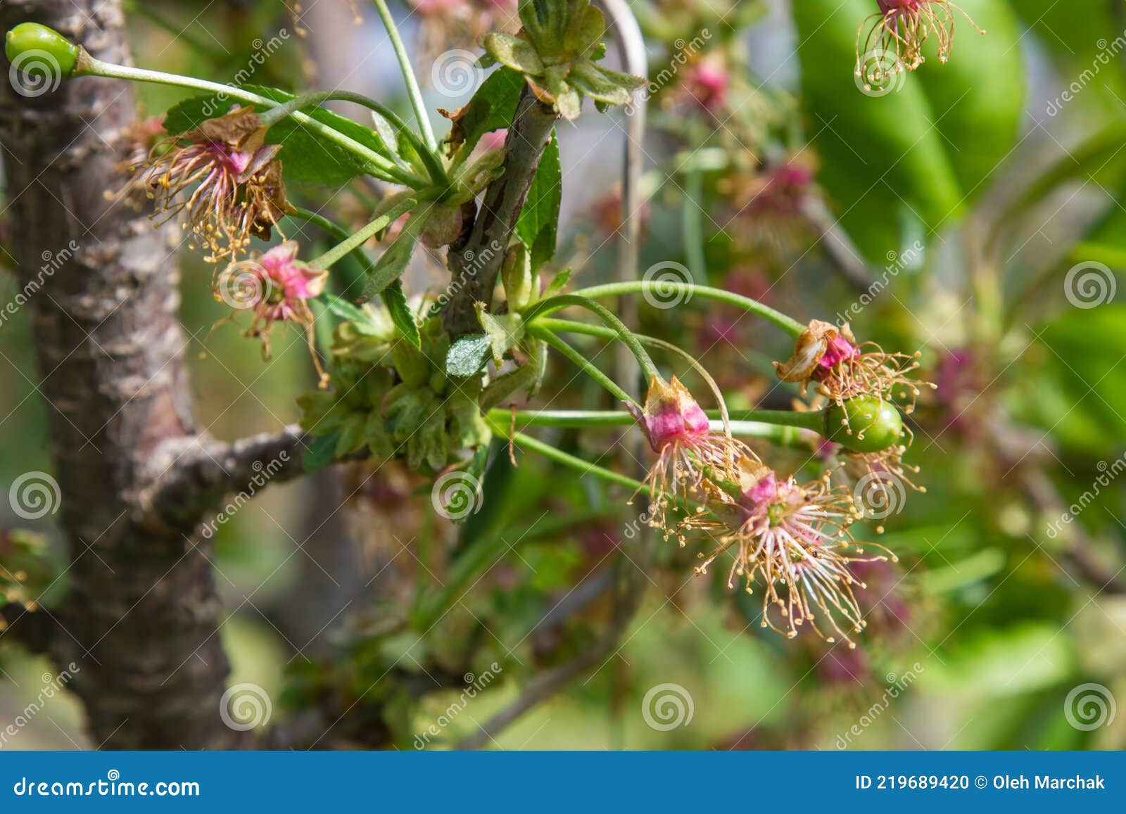 Color of fruit tree cherry stock photo. Image of wood - 219689420