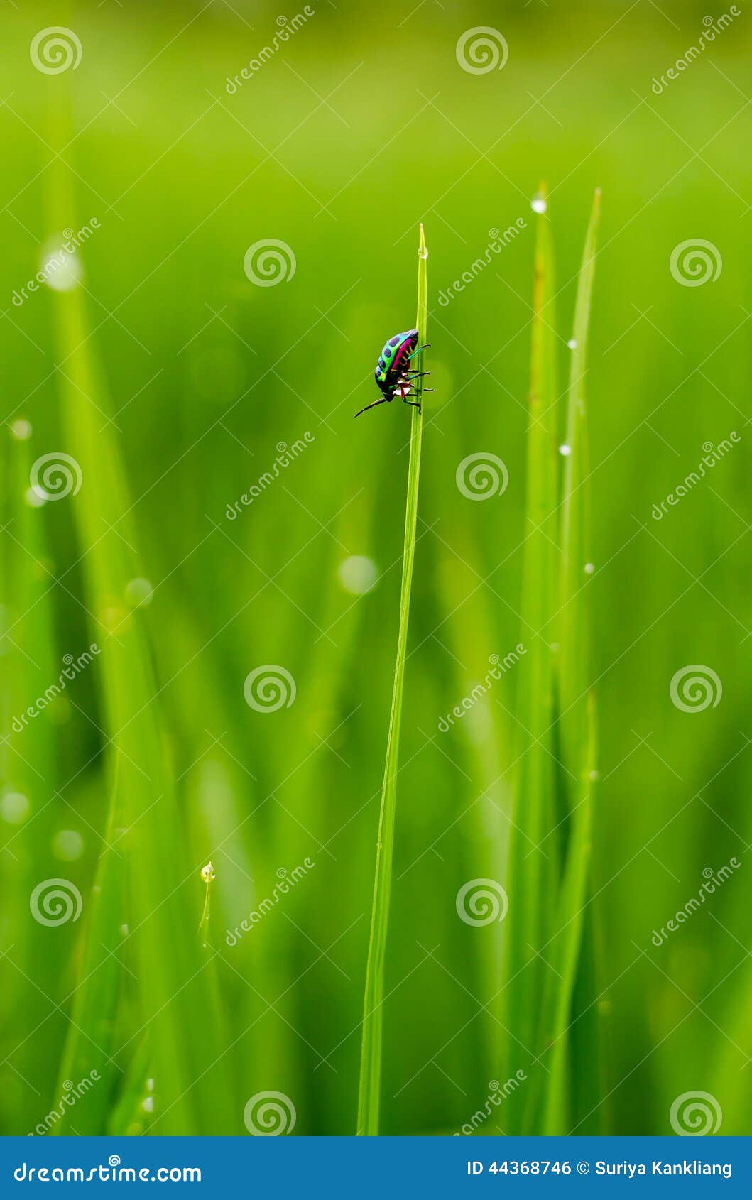 Color Full Insect on Grass after Rain Stock Photo - Image of wildlife ...