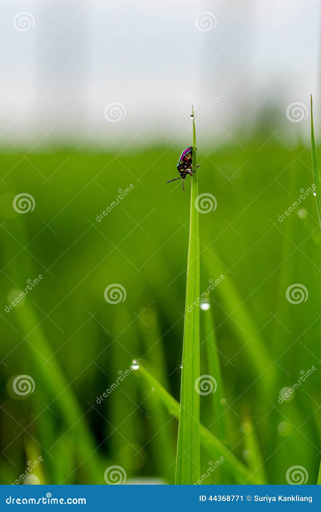 Color Full Insect on Grass after Rain Stock Image - Image of spring ...