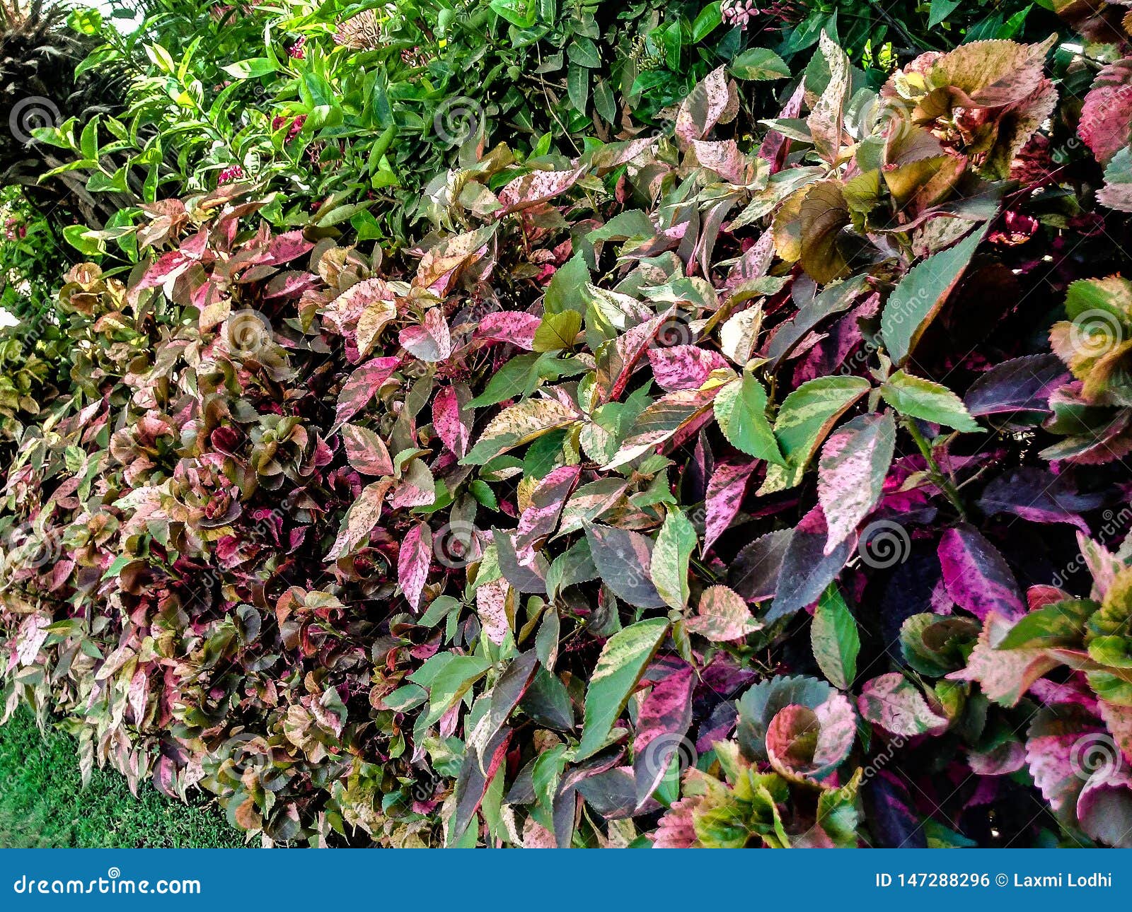 Color Full Plant in Garden, Stock Photo - Image of river, garden: 147288296