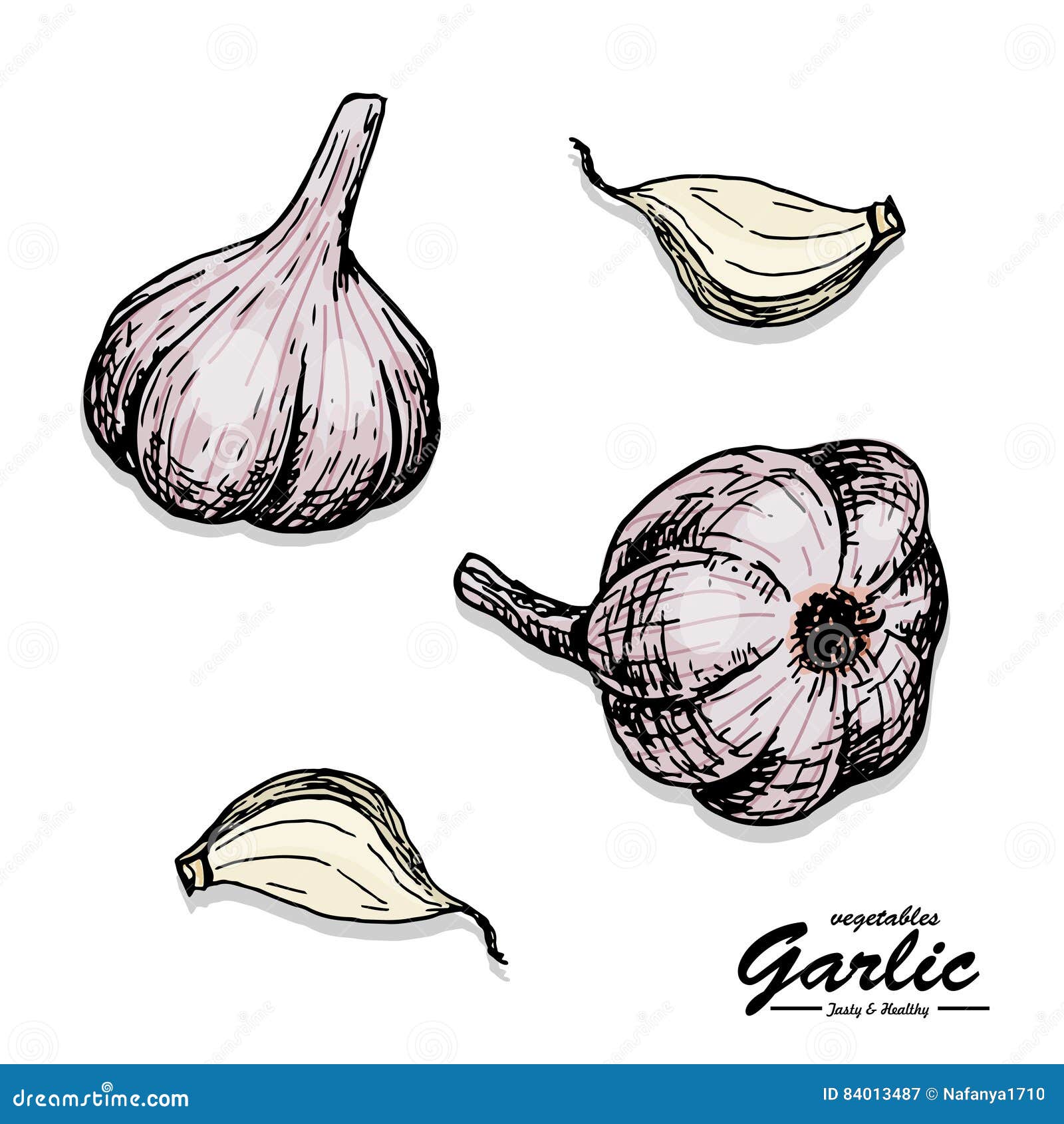 Color Garlic Sketch Style Stock Illustrations – 196 Color Garlic Sketch ...