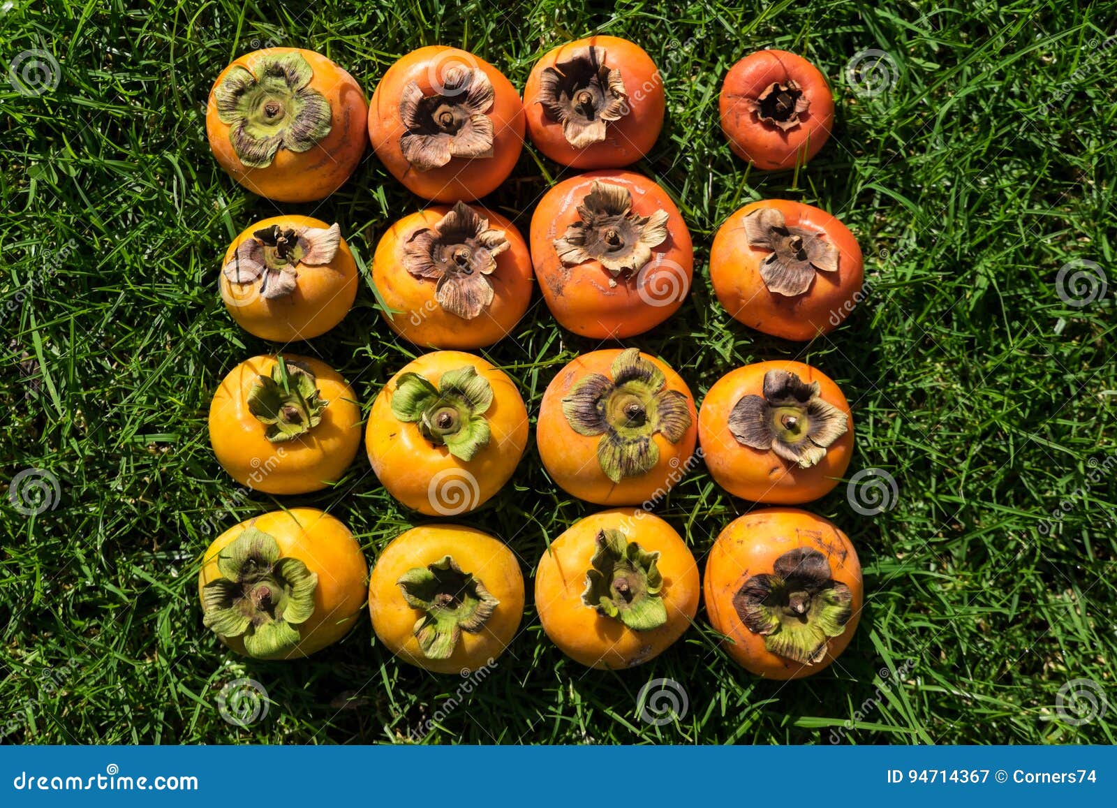 Color Gradient of Ripe and Unripe Imperfect Persimmon Fruit Stock Image ...