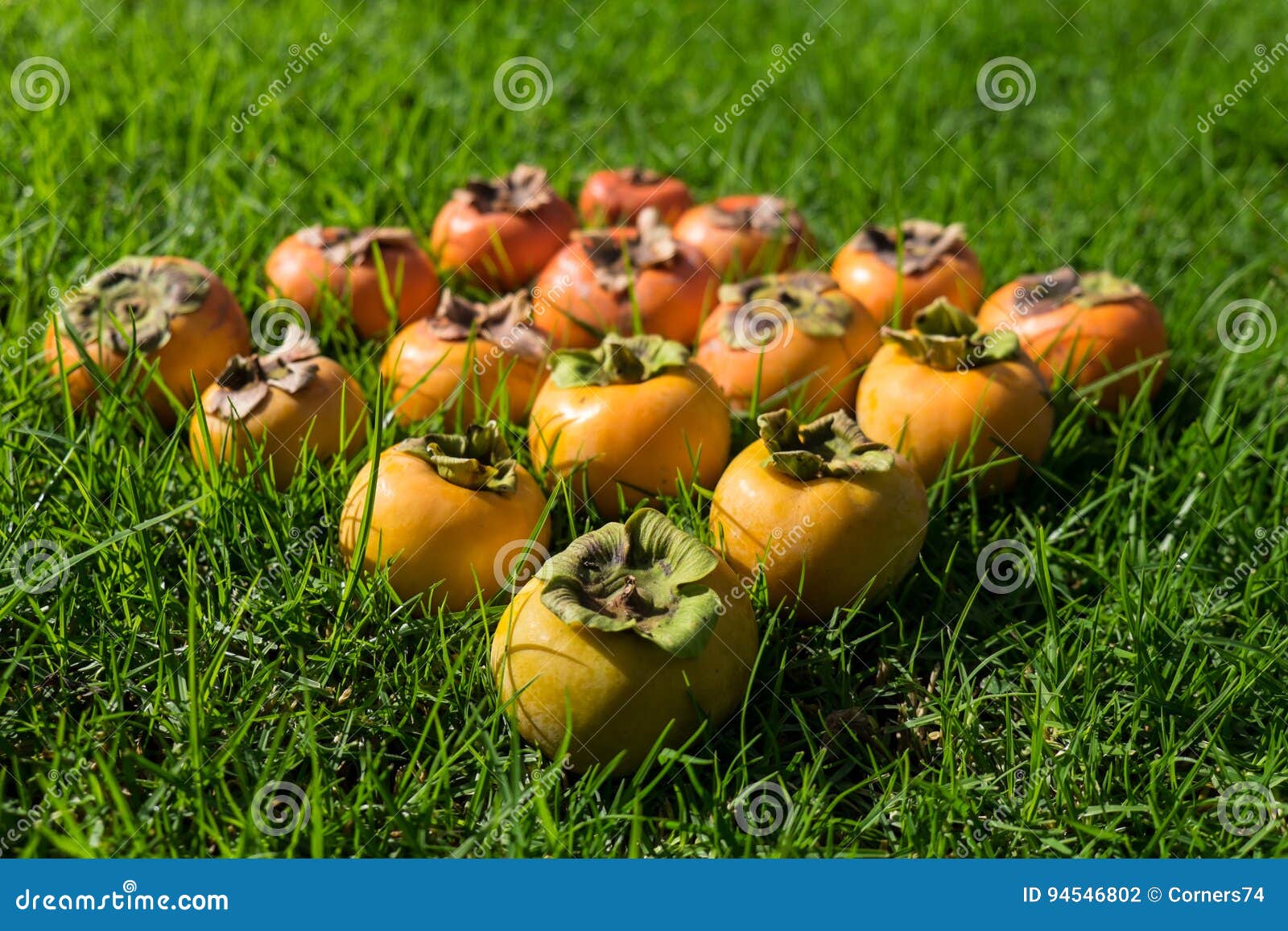 Color Gradient of Ripe and Unripe Persimmon Fruit Stock Photo - Image ...