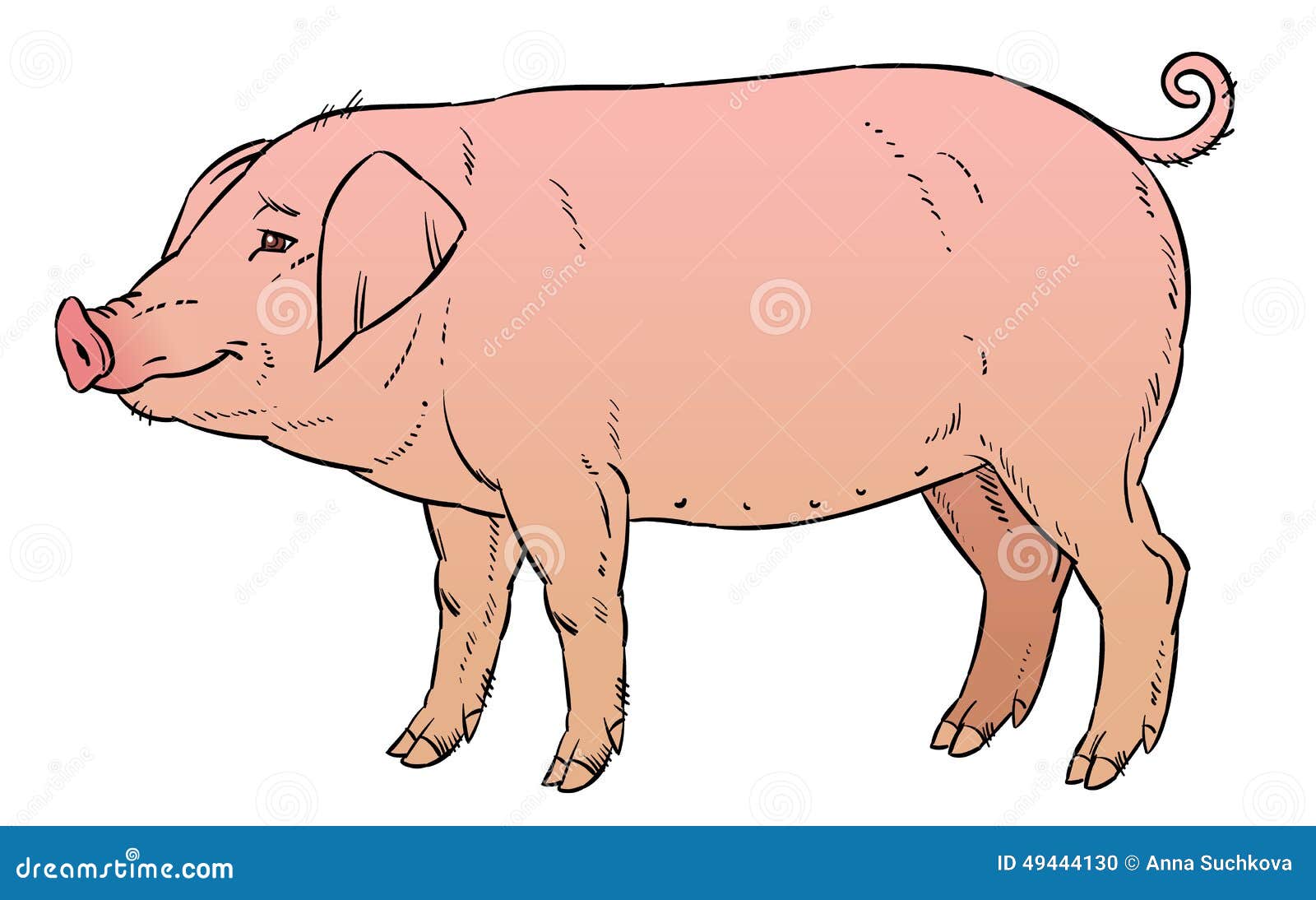 Color Hand Drawing of Domestic Pig Stock Vector - Illustration of ...