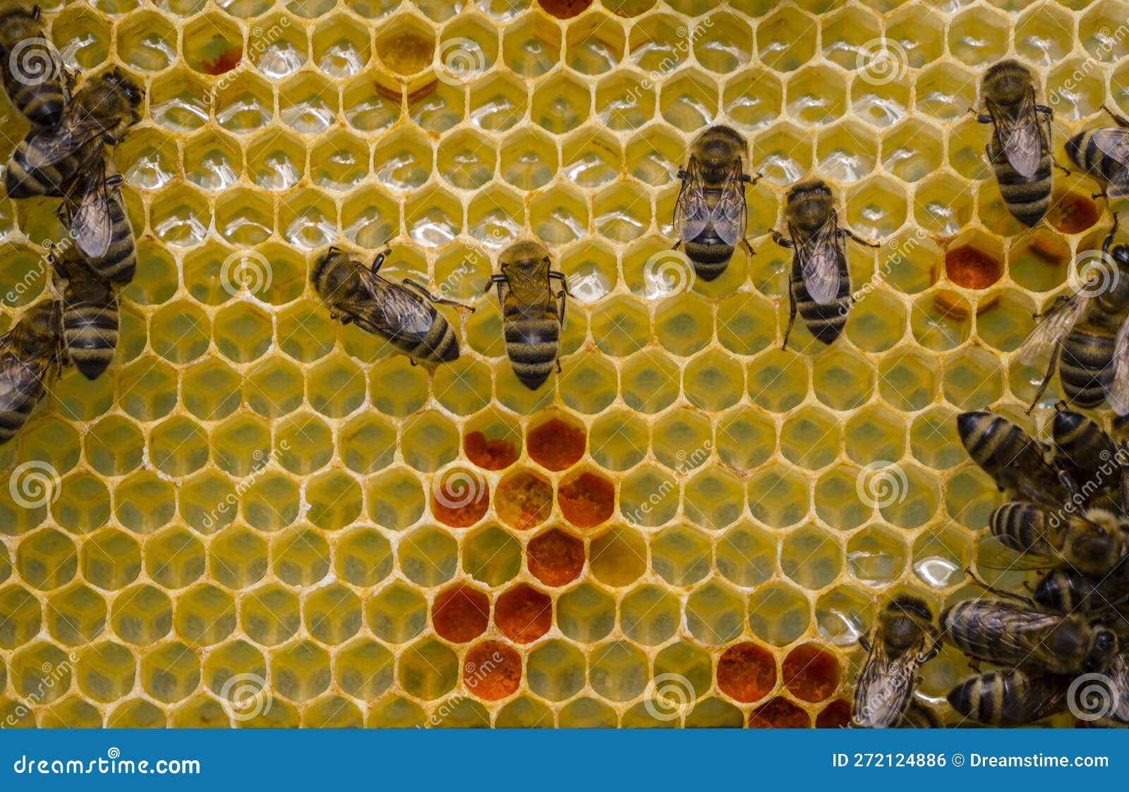 Color Harmony and Beauty Inside Hive Stock Photo - Image of conceptual ...