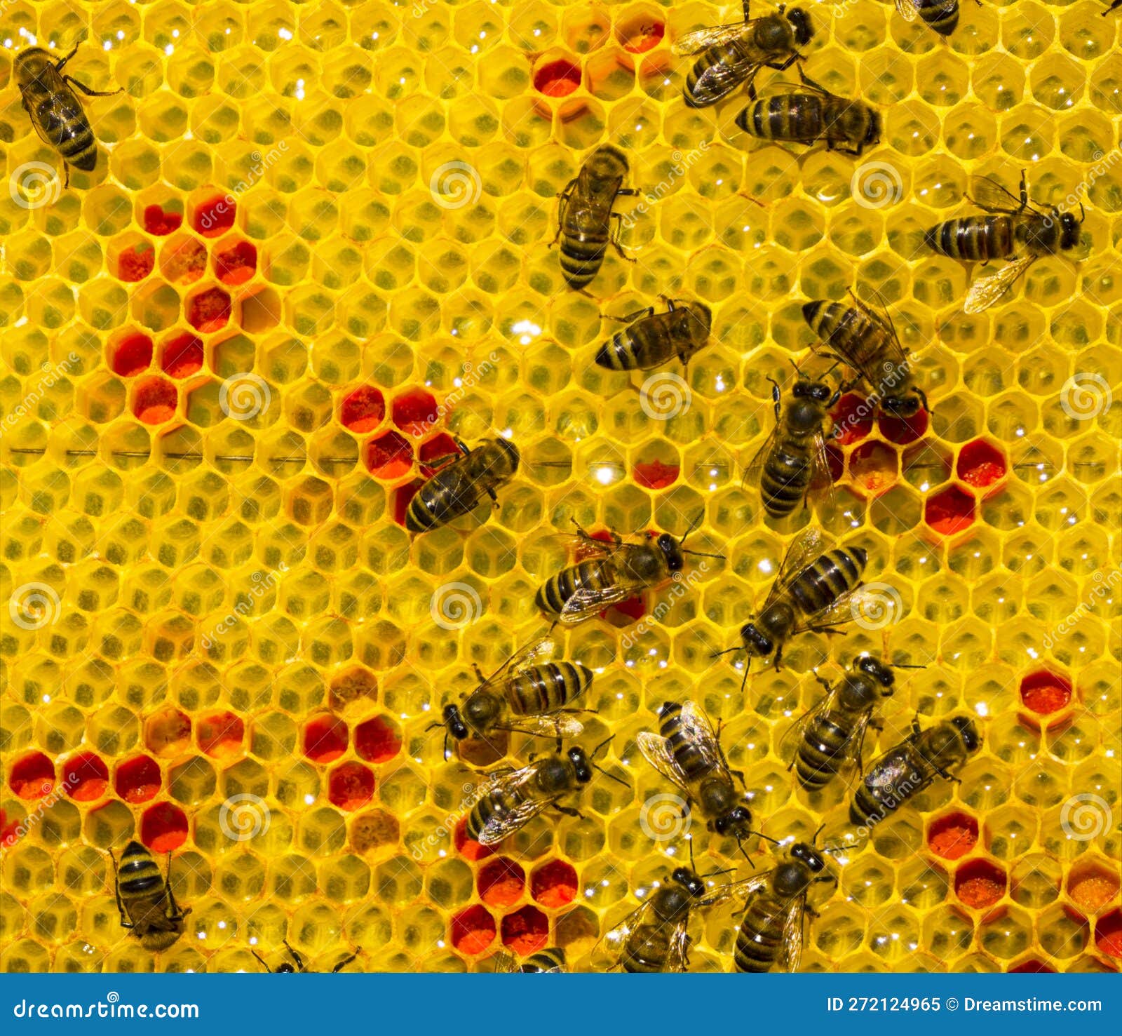 Color Harmony and Beauty Inside Hive Stock Image - Image of conceptual ...