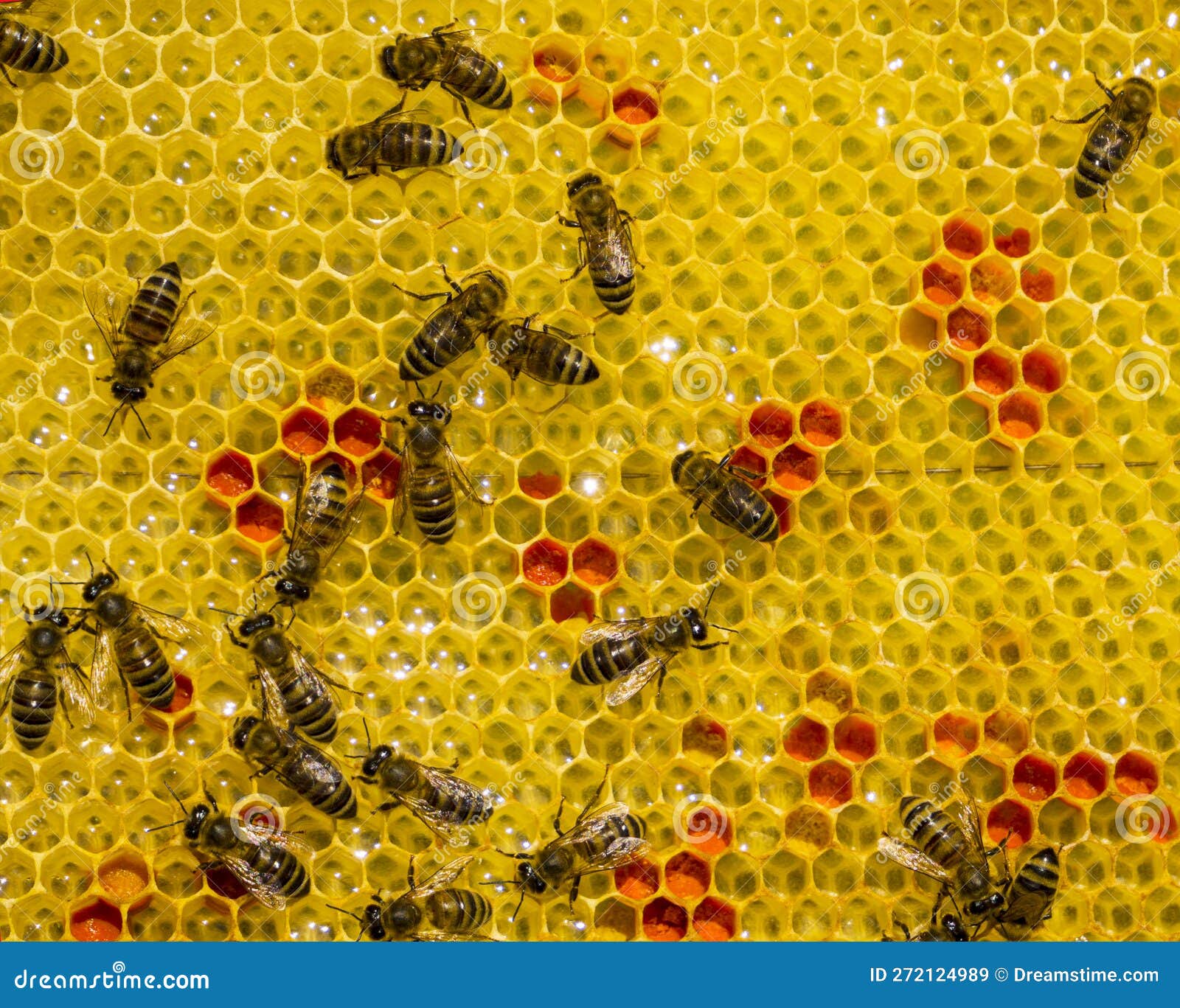 Color Harmony and Beauty Inside Hive Stock Image - Image of activity ...