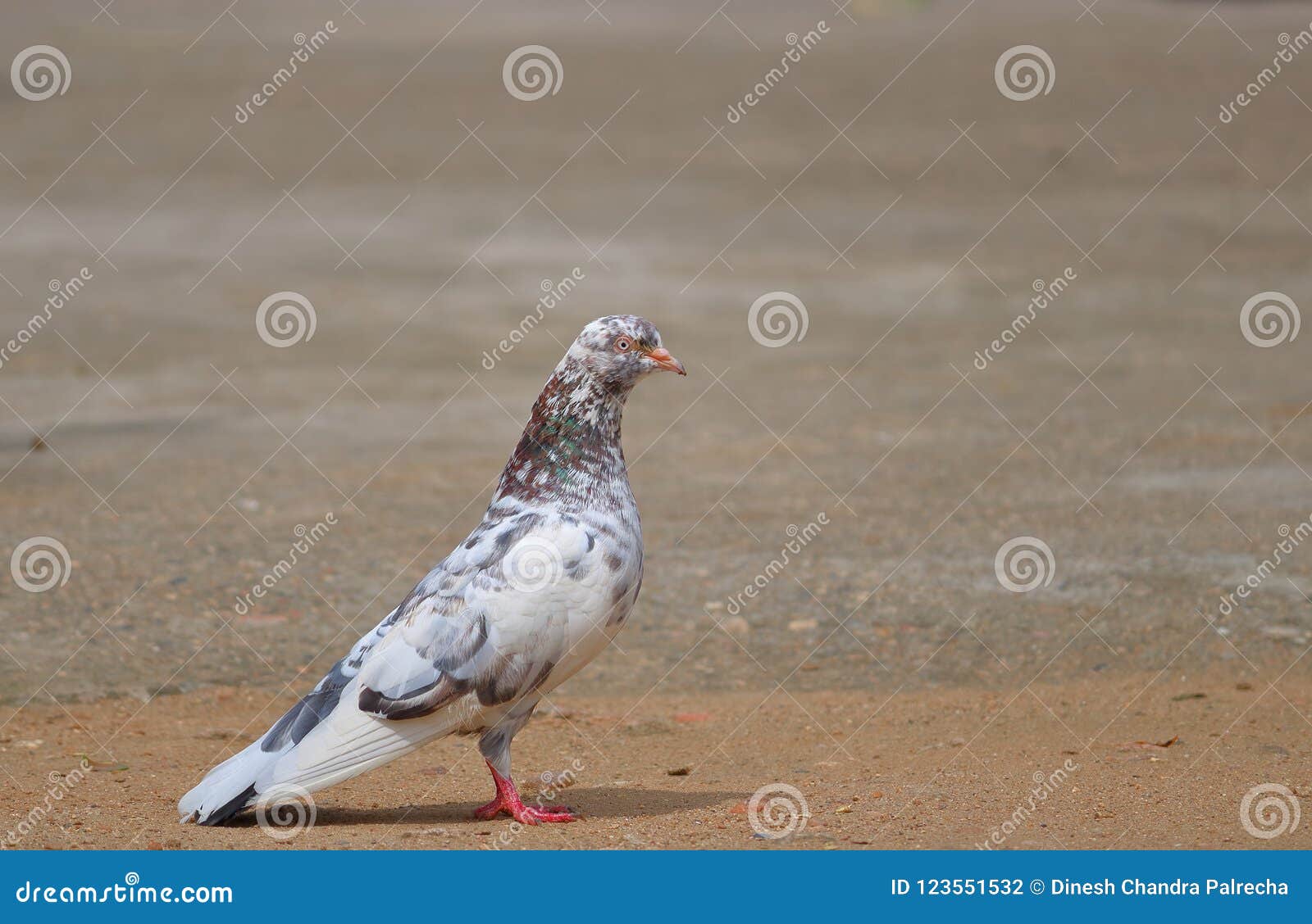 Color hermoso de la paloma foto de archivo. Imagen de ojos - 123551532