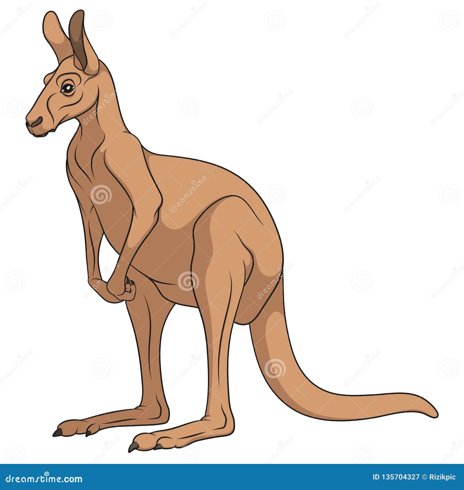 Color Illustration Of A Red Kangaroo. Isolated Vector Object ...