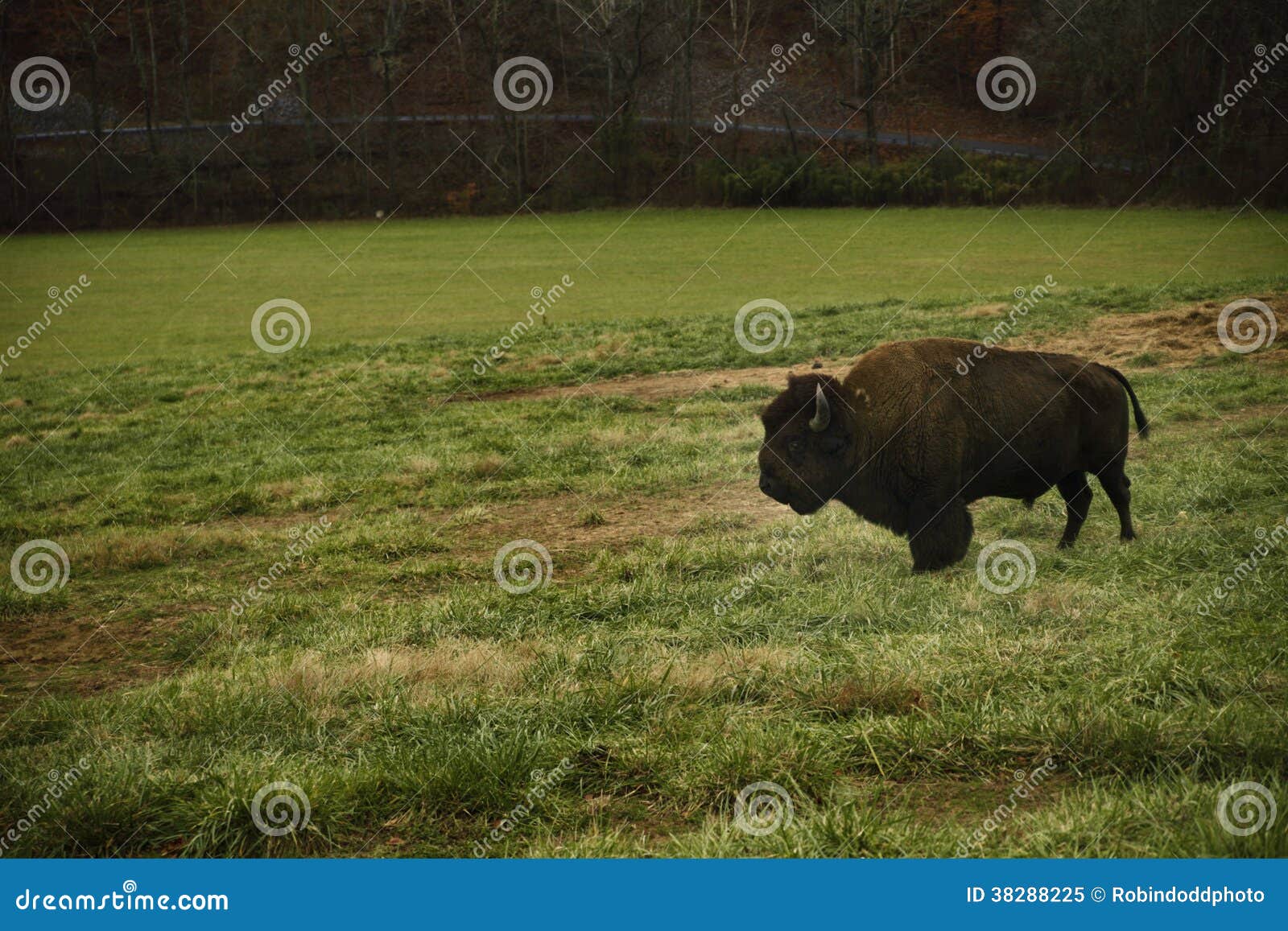 Color Image of a Buffalo in a Meadow Stock Image - Image of tennessee ...