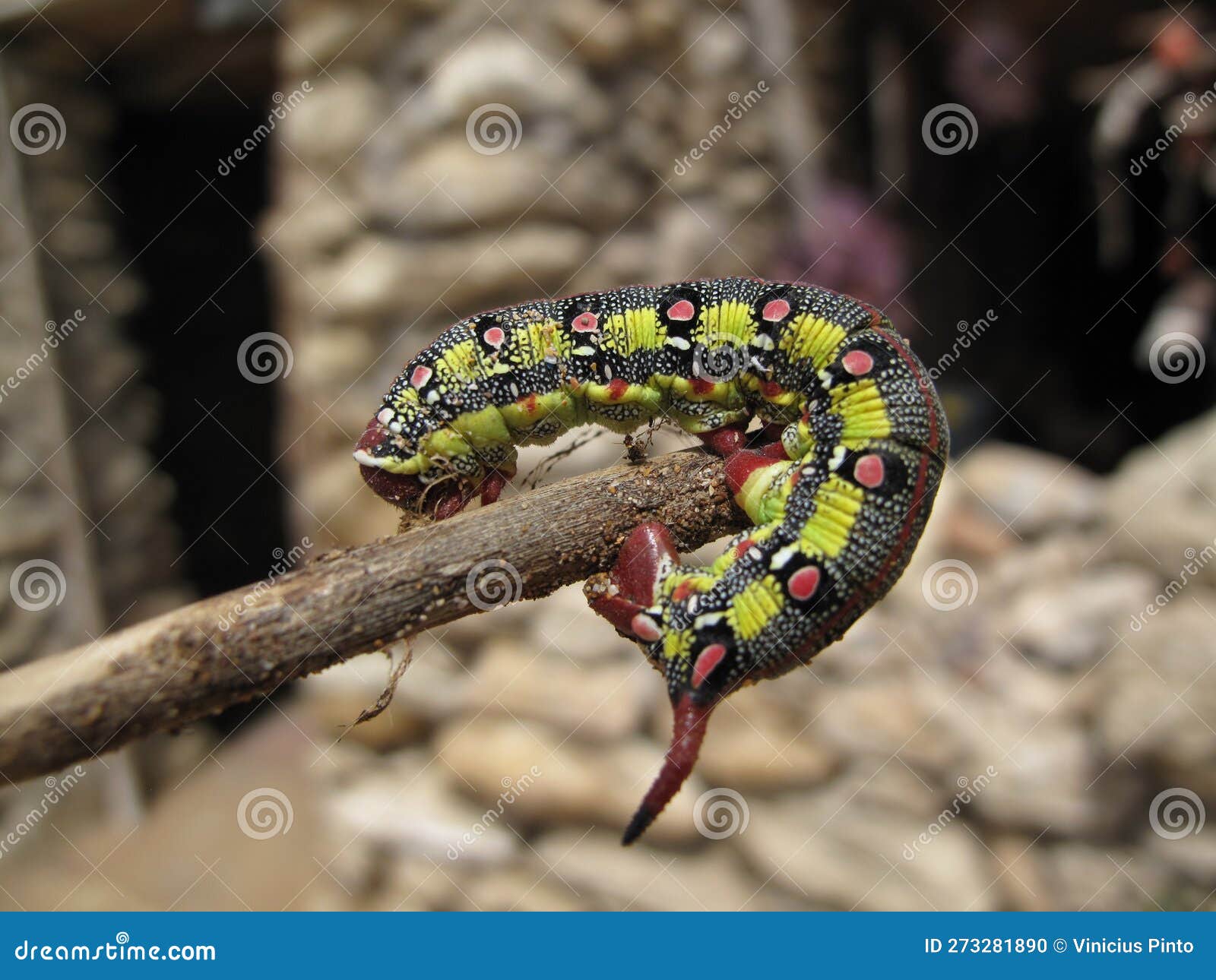 Color Image of Caterpillar Details and Textures Stock Photo - Image of ...
